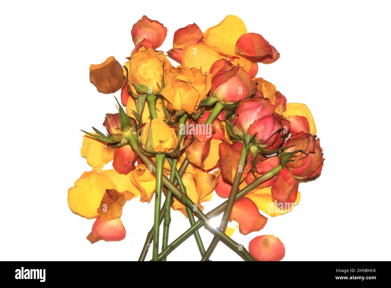 Single dead flower Cut Out Stock Images & Pictures - Alamy