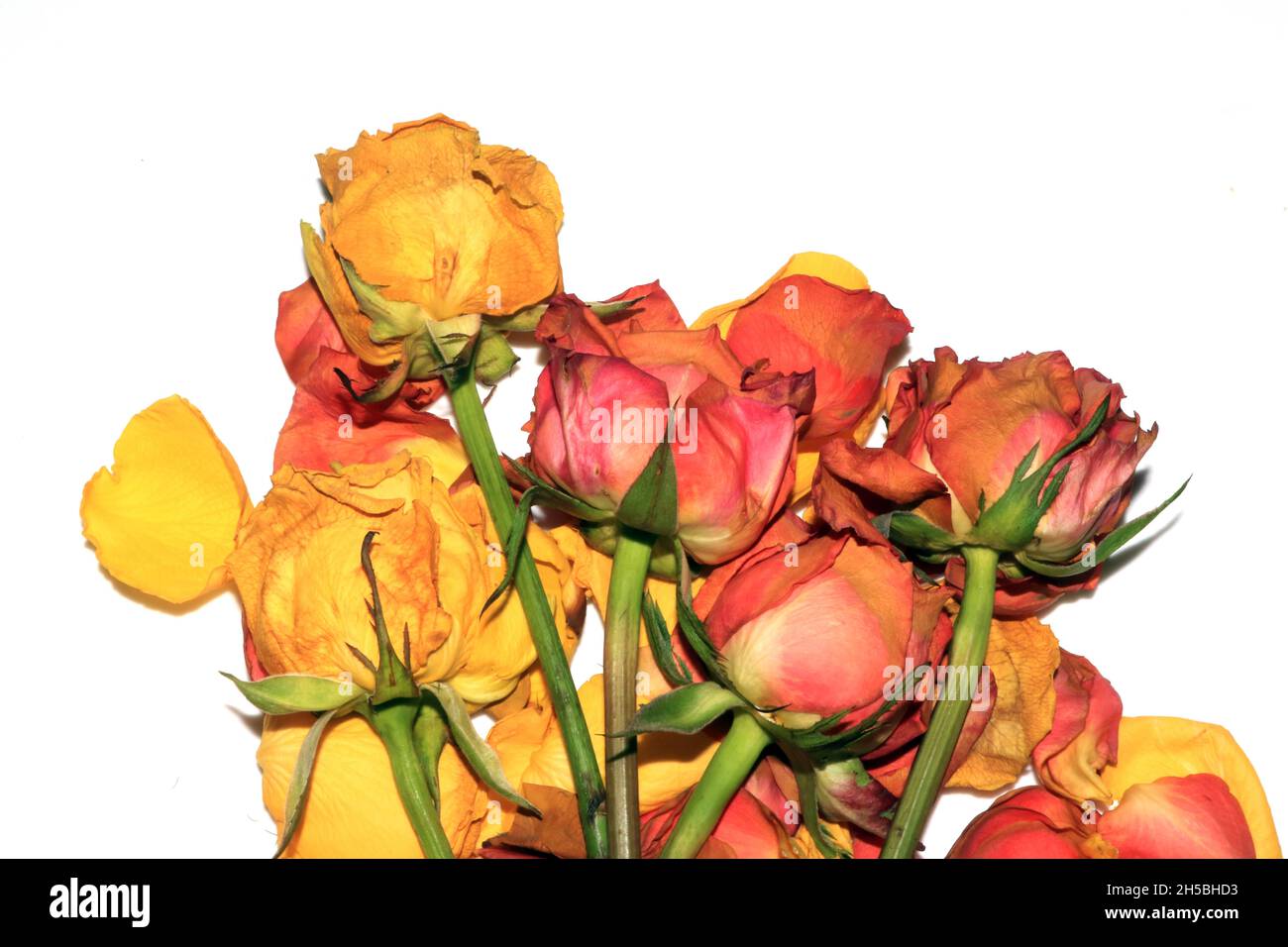 Beautiful tender dried flower hi-res stock photography and images - Alamy