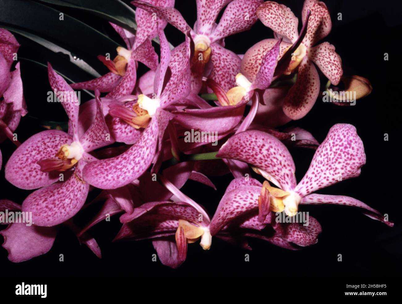 Mokara pink orchid hi-res stock photography and images - Alamy