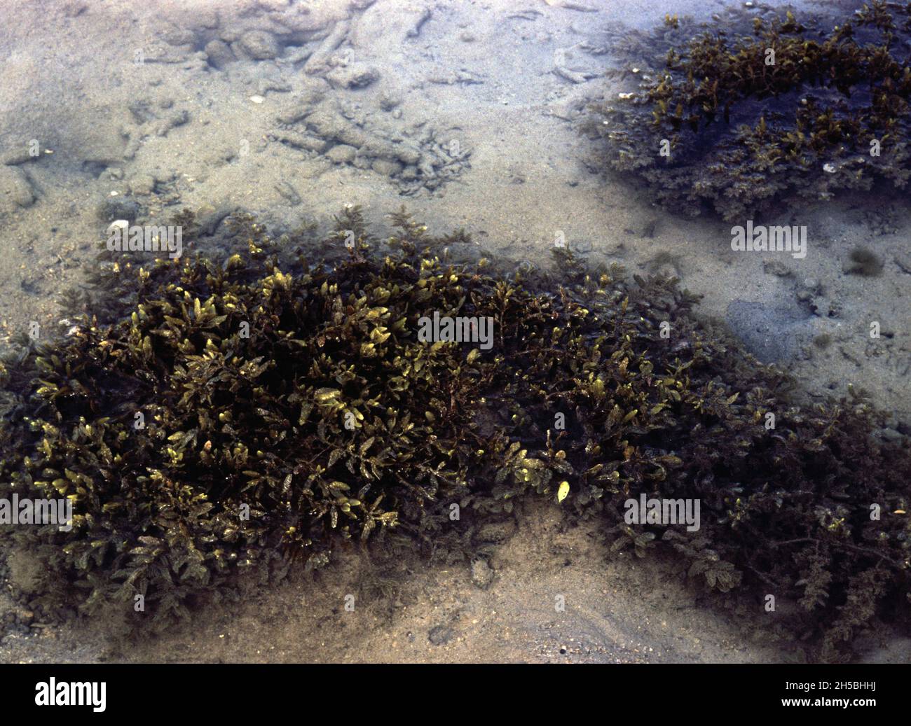 Sargassum species hi-res stock photography and images - Alamy