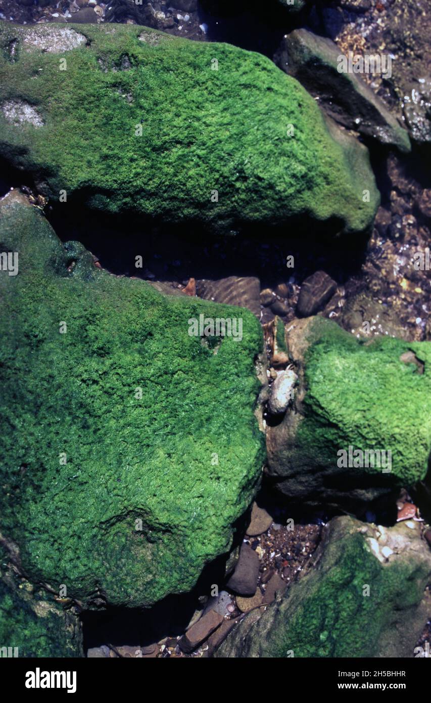 Periphyton algae hi-res stock photography and images - Alamy
