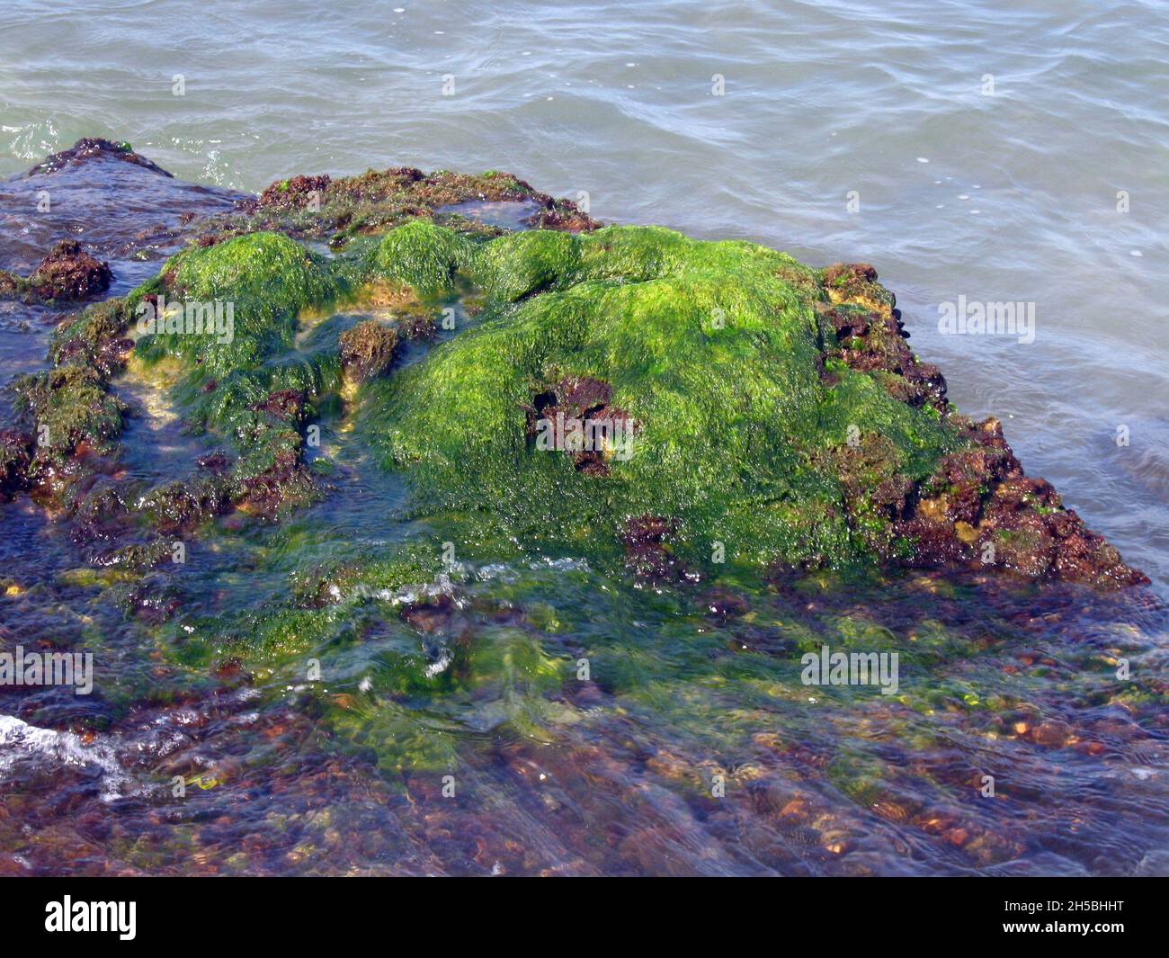 Green algae (Chlorophycea) on the rocky shore Stock Photo - Alamy