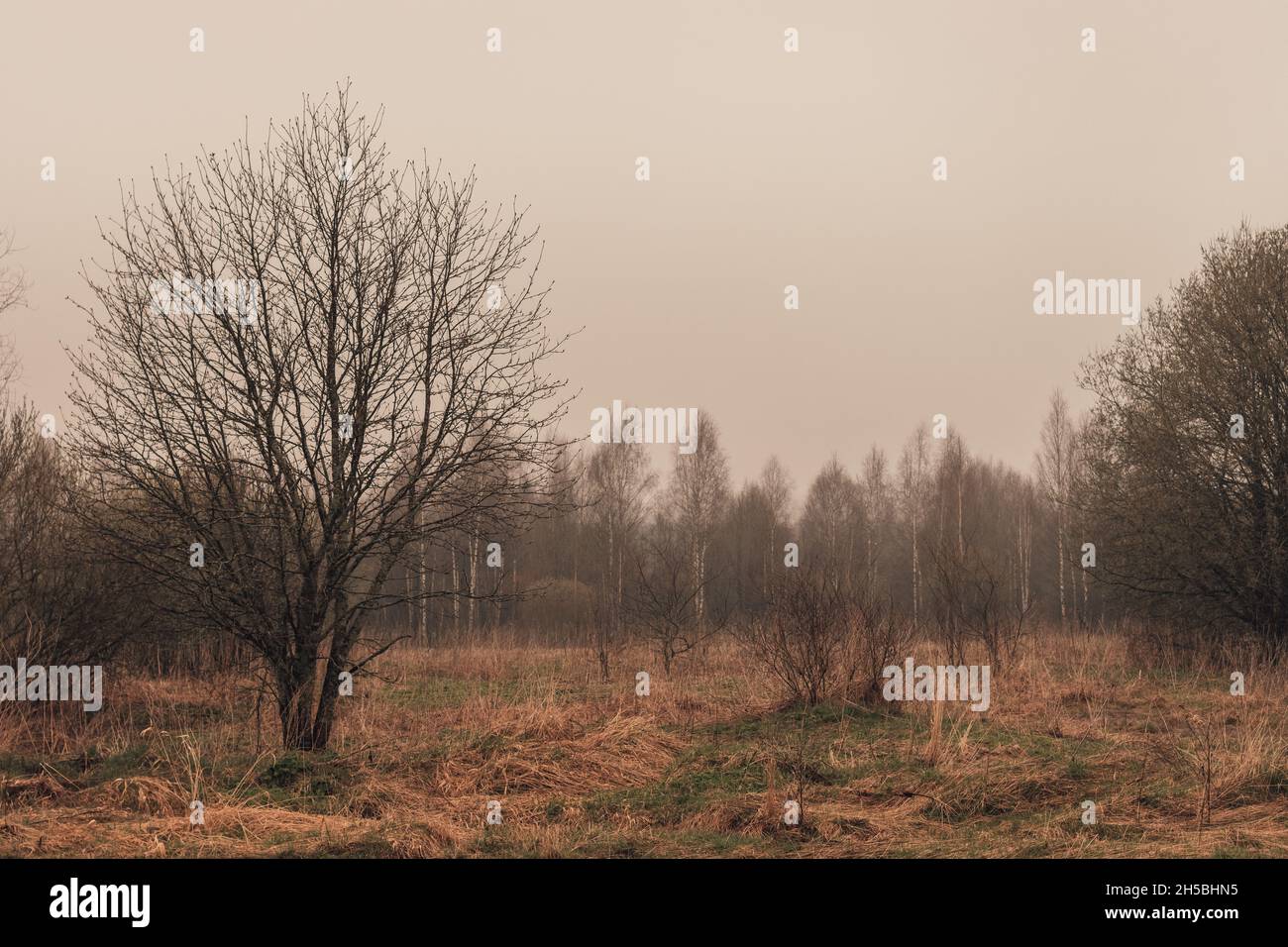 Calm cloudy day in woods in early spring. Dry grass and tree without ...