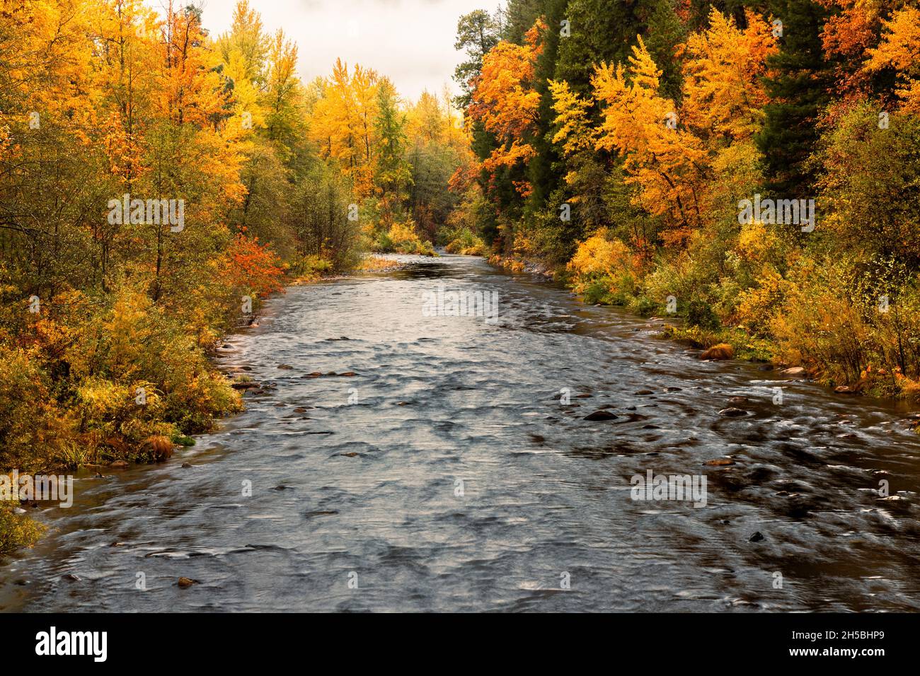Vibrant fall colors on the Sacramento River in northern Shasta County ...