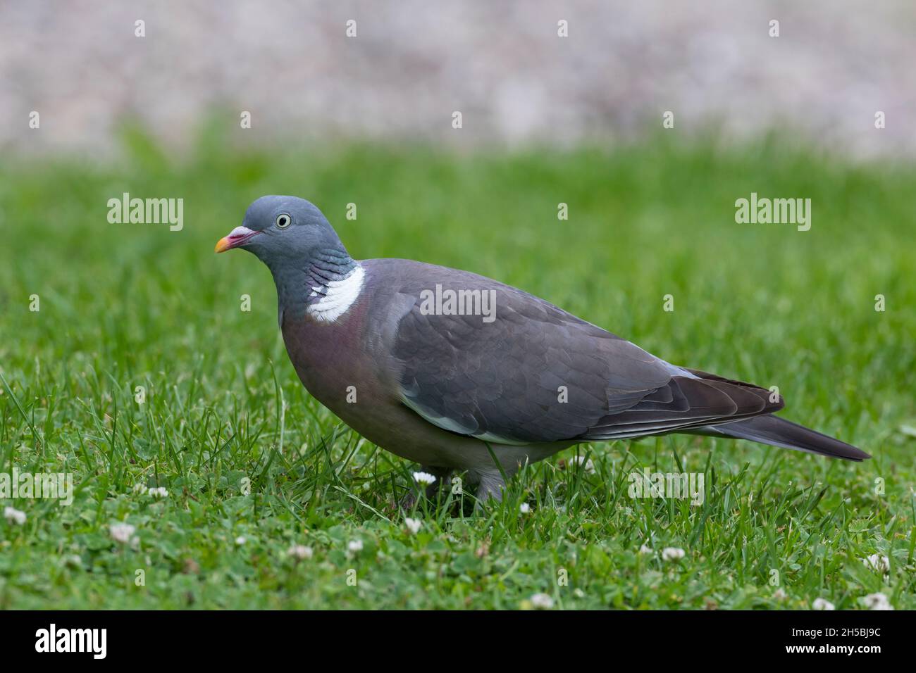 Ringel taube hi-res stock photography and images - Alamy