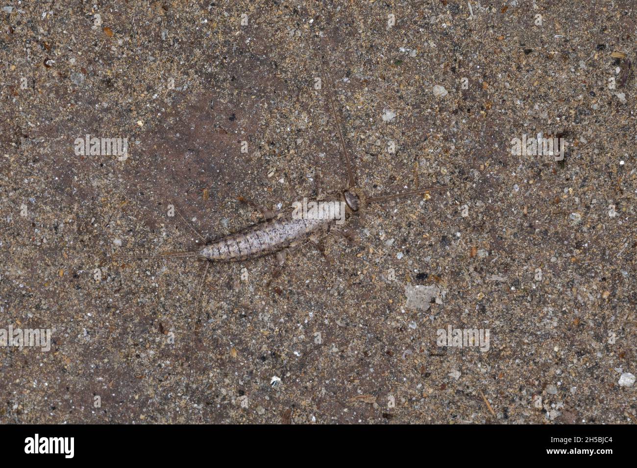 Streifenfischchen, Streifen-Fischchen, Kammfischchen, Kamm-Fischchen ...