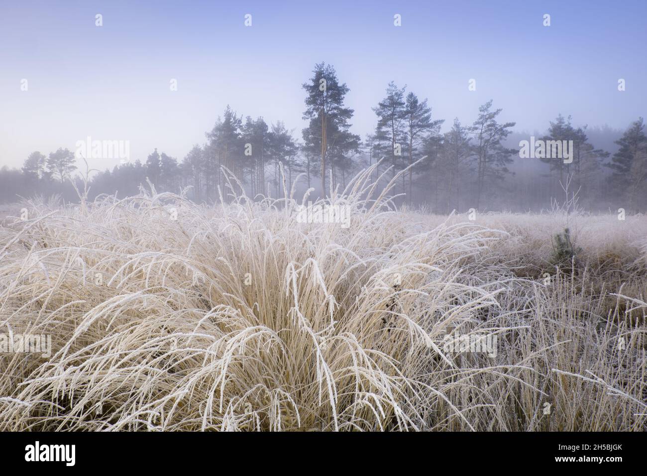Grasses in frost hi-res stock photography and images - Alamy