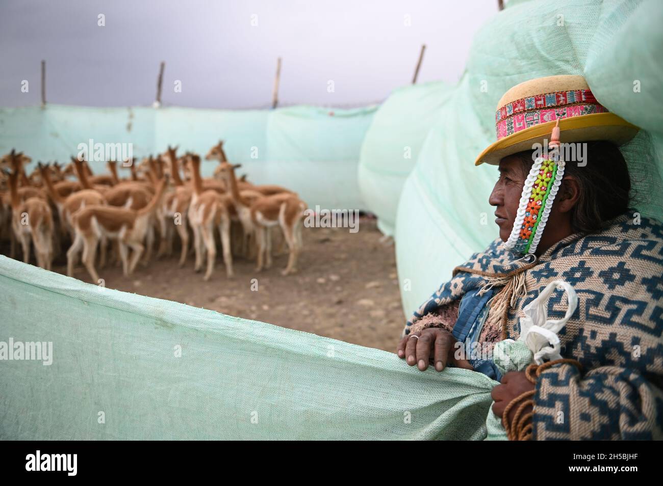 Vikunjaherden hi-res stock photography and images - Alamy