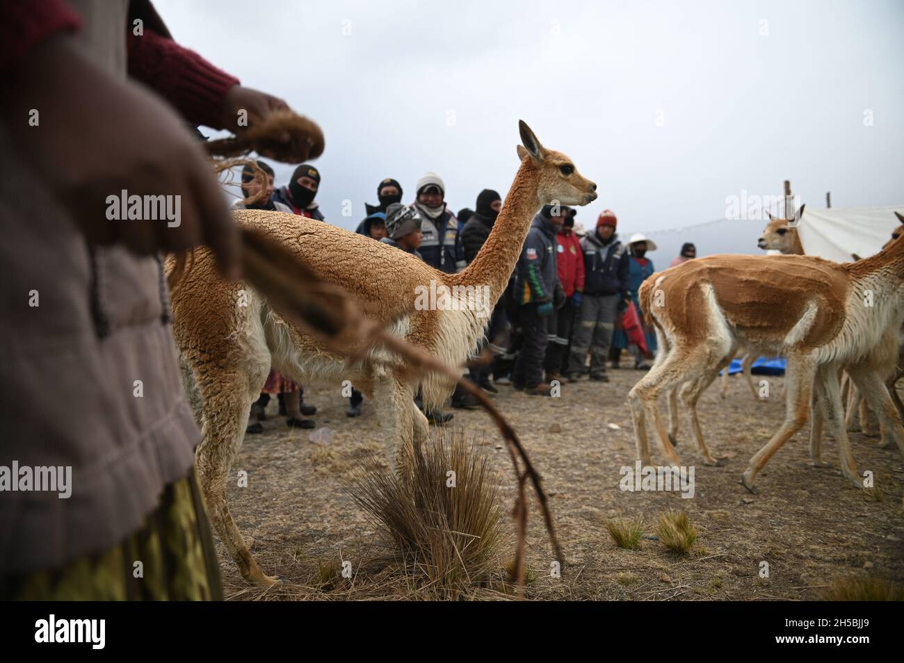 Vikunjaherden hi-res stock photography and images - Alamy