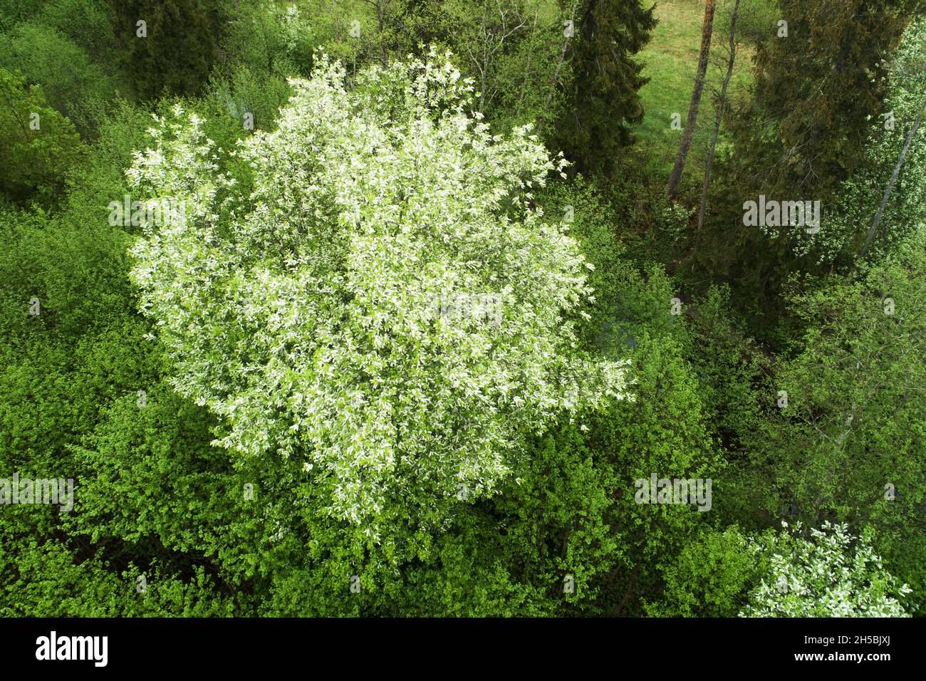 An aerial of a Bird cherry tree, Prunus padus blooming on a spring day ...