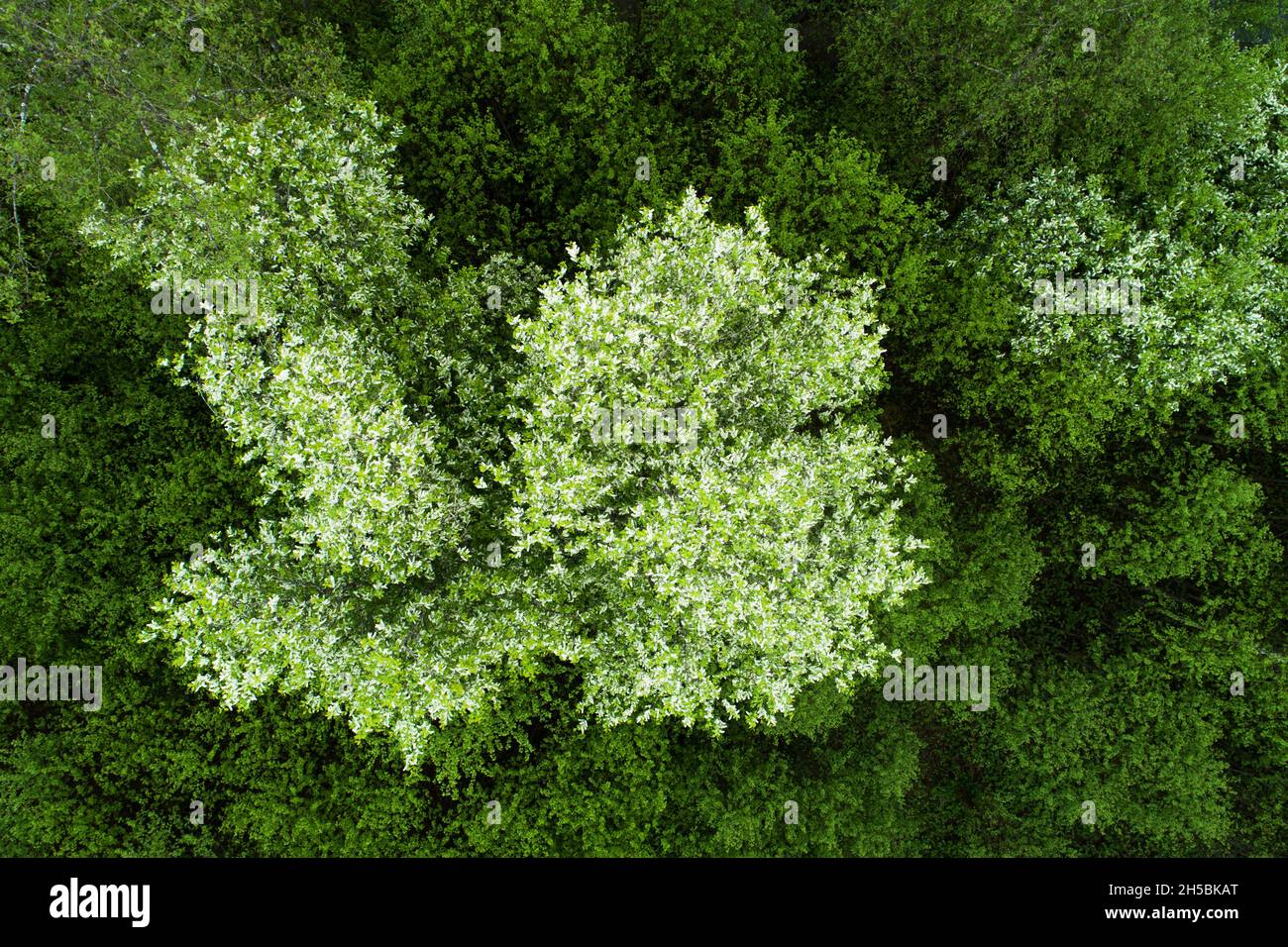An aerial of a Bird cherry tree, Prunus padus blooming on a spring day ...