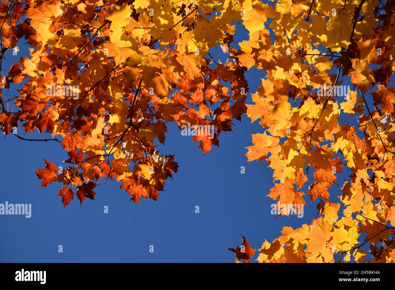 Maple leaves in the fall Stock Photo - Alamy