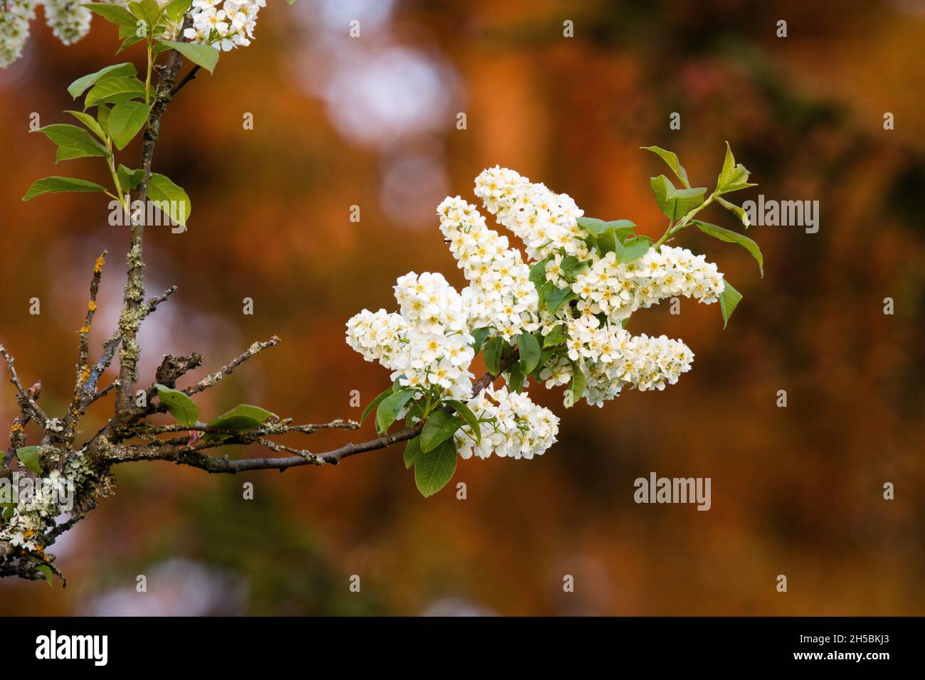 Bird cherry tree hi-res stock photography and images - Alamy