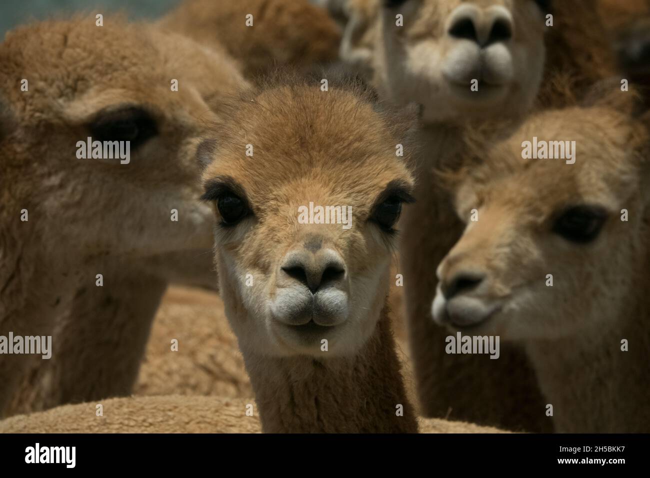 Vikunjaherd hi-res stock photography and images - Alamy