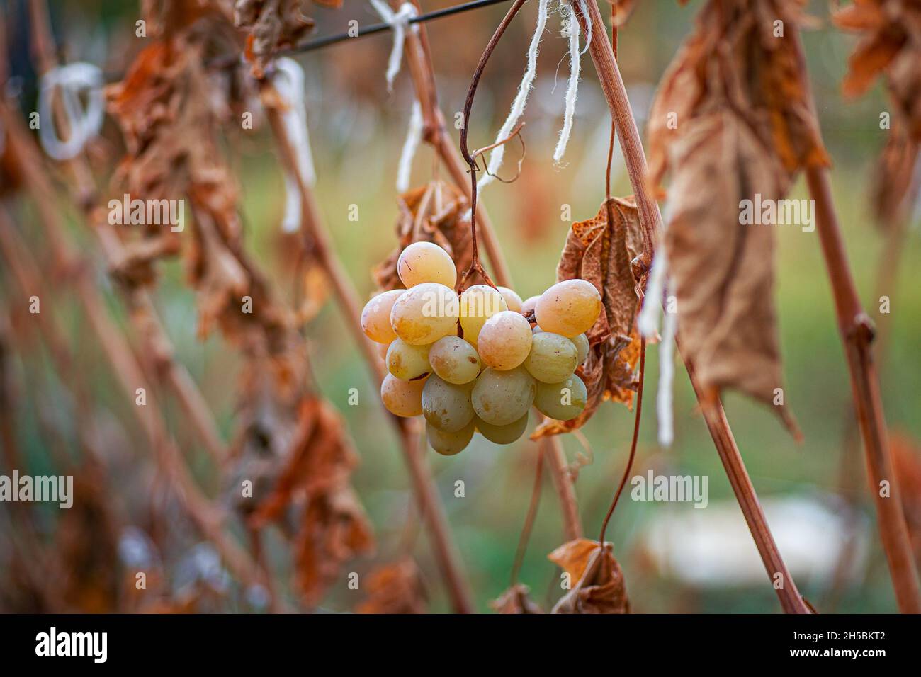 Frozen grapes in glass of wine hi-res stock photography and images - Alamy