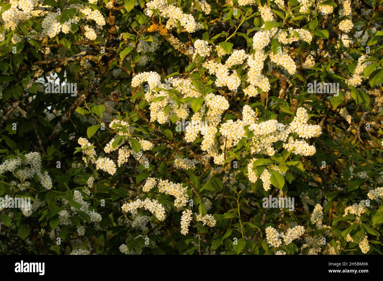 Spring tree colors hi-res stock photography and images - Alamy