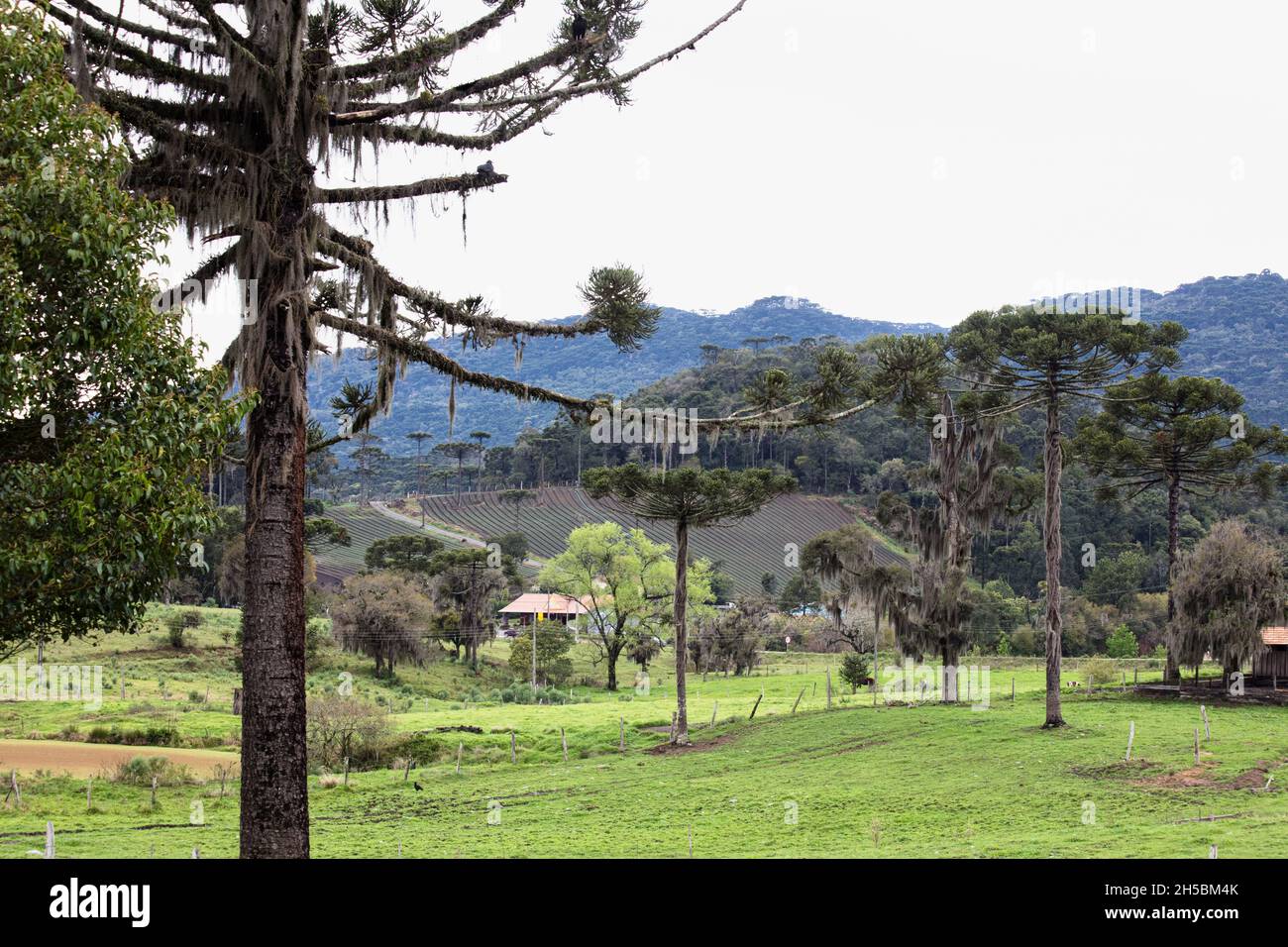 View of a rural landscape with pasture, plantation, and forest in ...