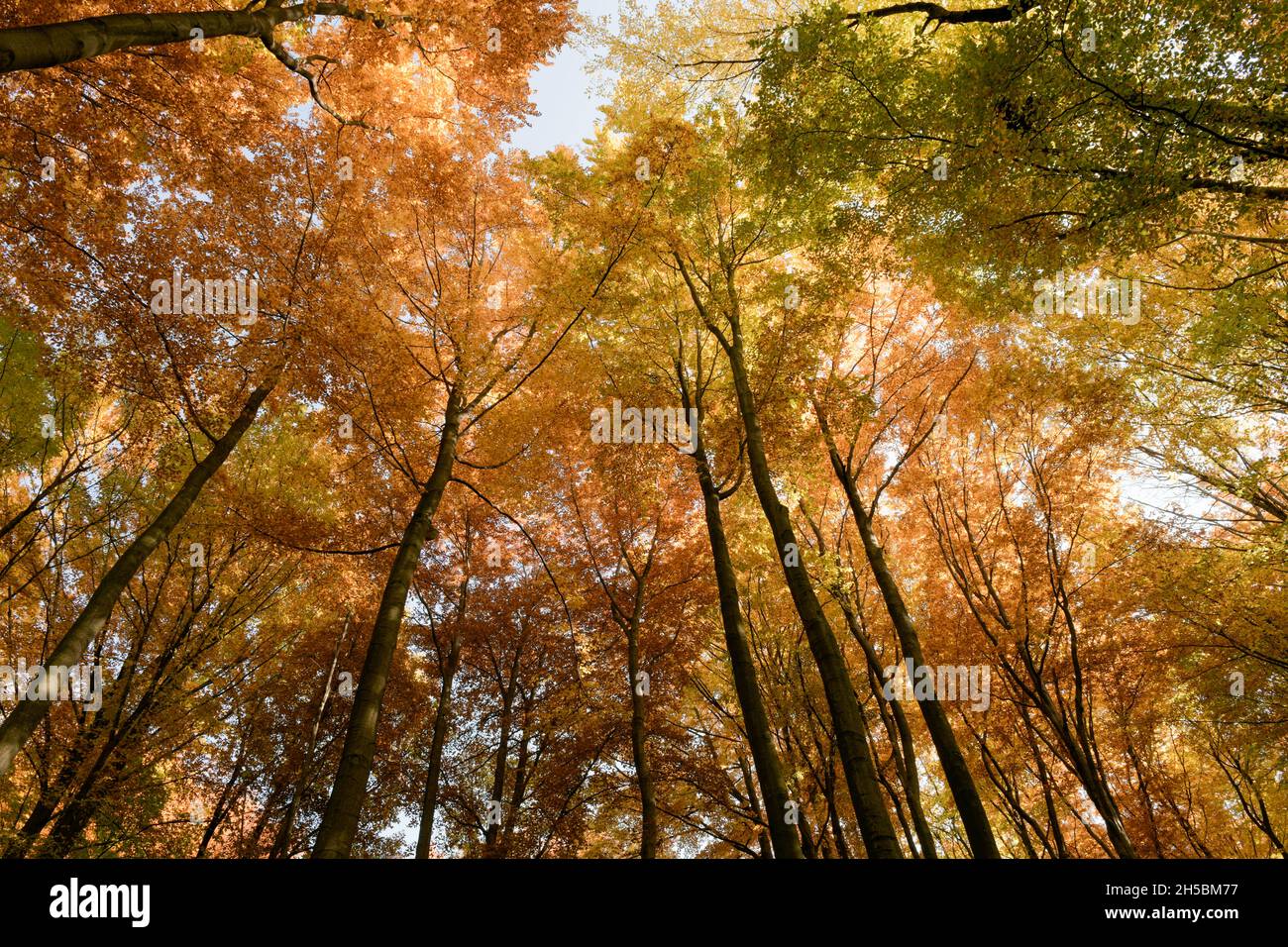 Autumn forest background. Multicolored treetops. View from directly ...