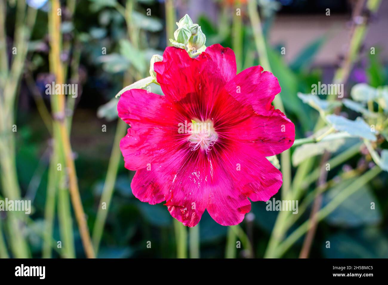 Many delicate pink magenta flowers of Althaea officinalis plant ...