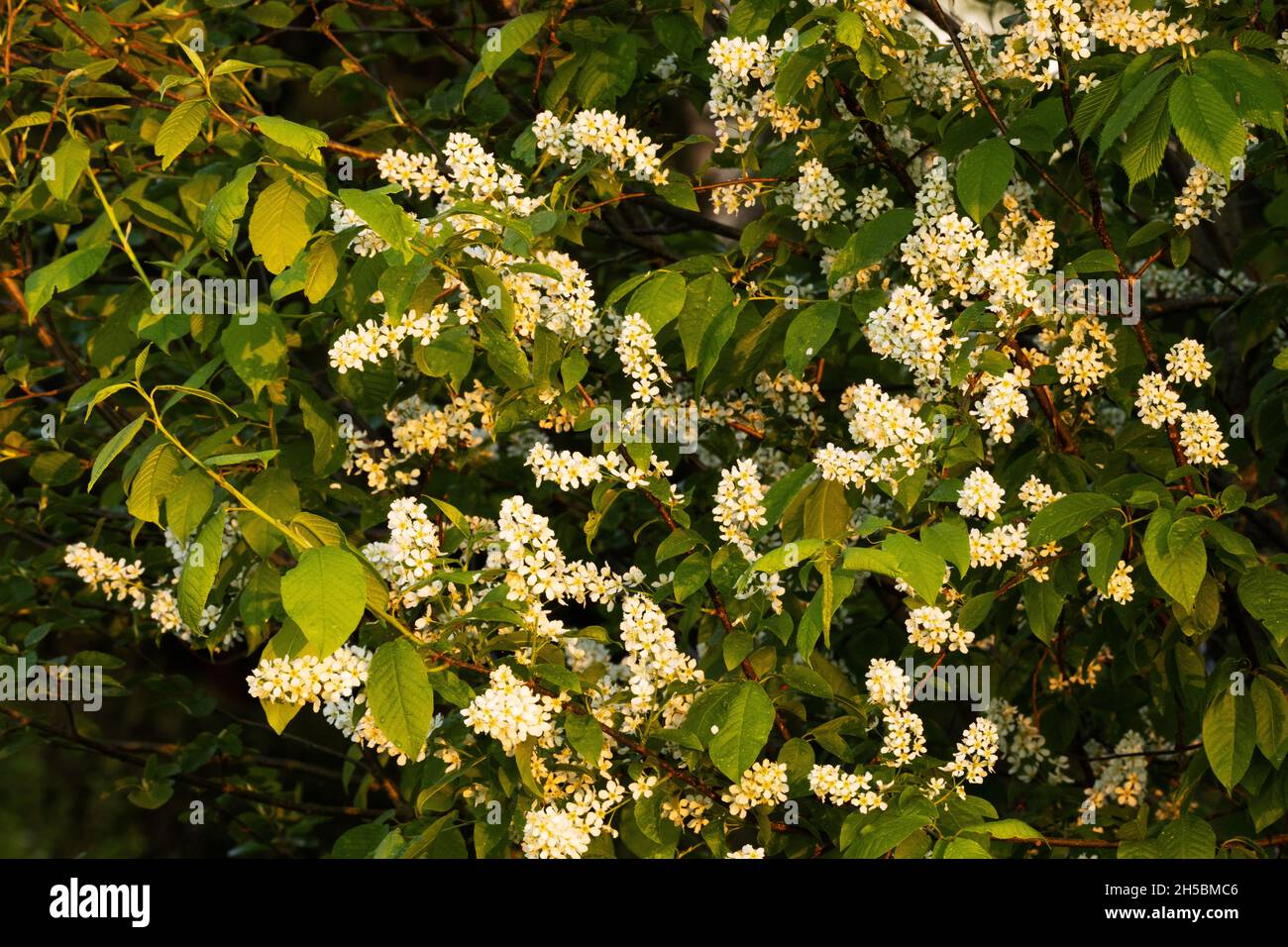 Bird cherry tree, Prunus padus blooming during a beautiful warm sunset ...
