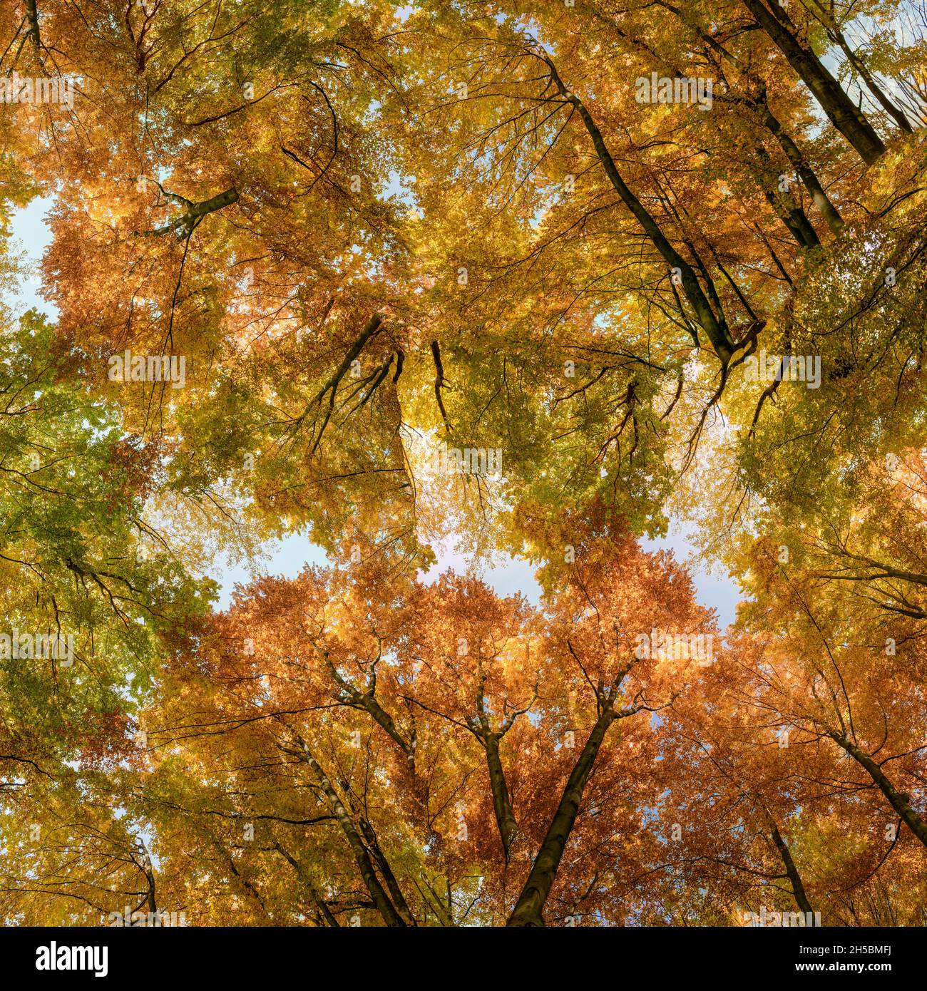 Autumn forest background. Multicolored treetops. View from directly ...