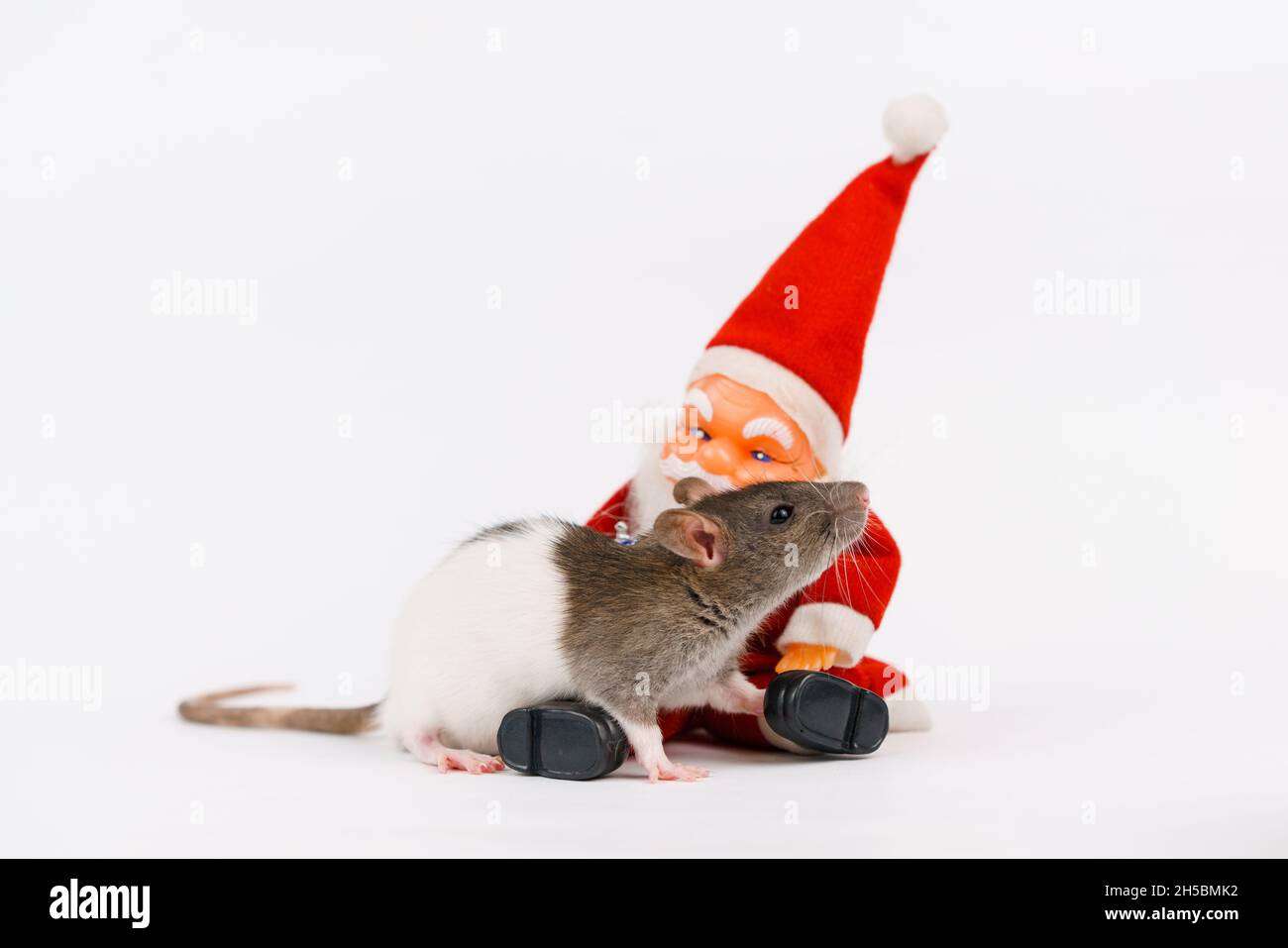 Christmas rat the symbol of new year with toy santa claus. Year of rat ...