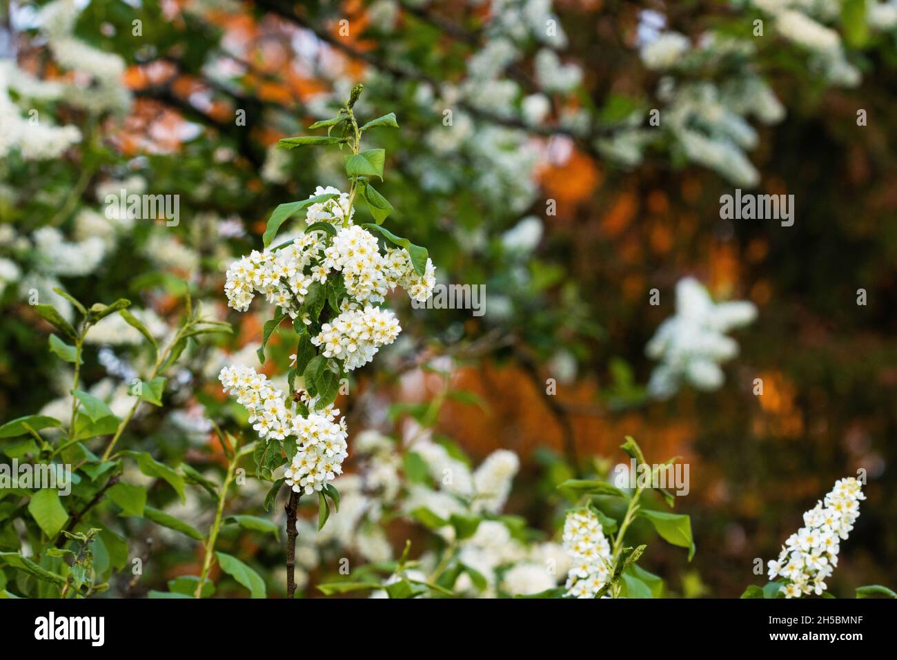 Bird cherry tree, Prunus padus blooming during a beautiful warm sunset ...