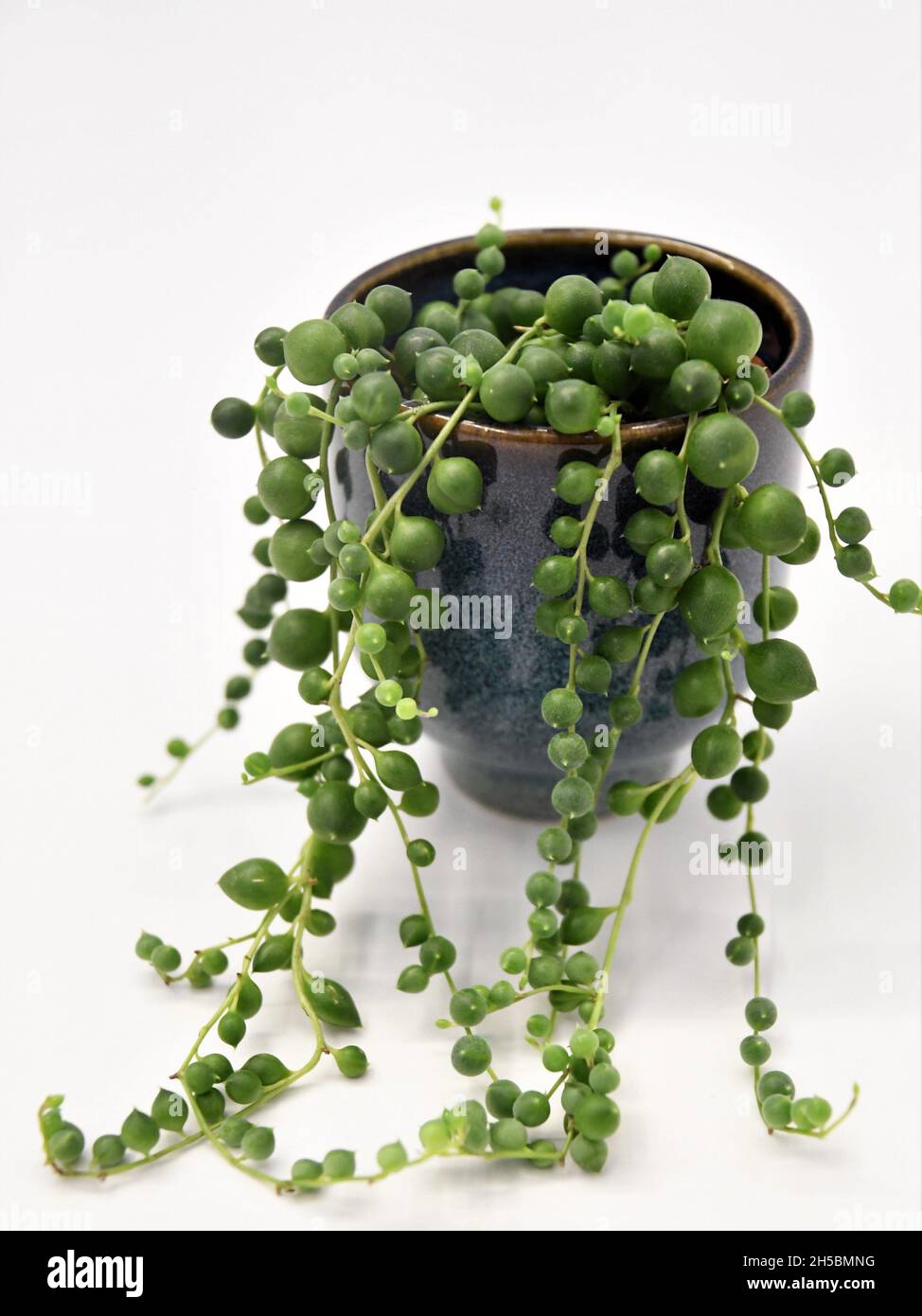 Senecio rowleyanus, string of pearls, houseplant with round green ...
