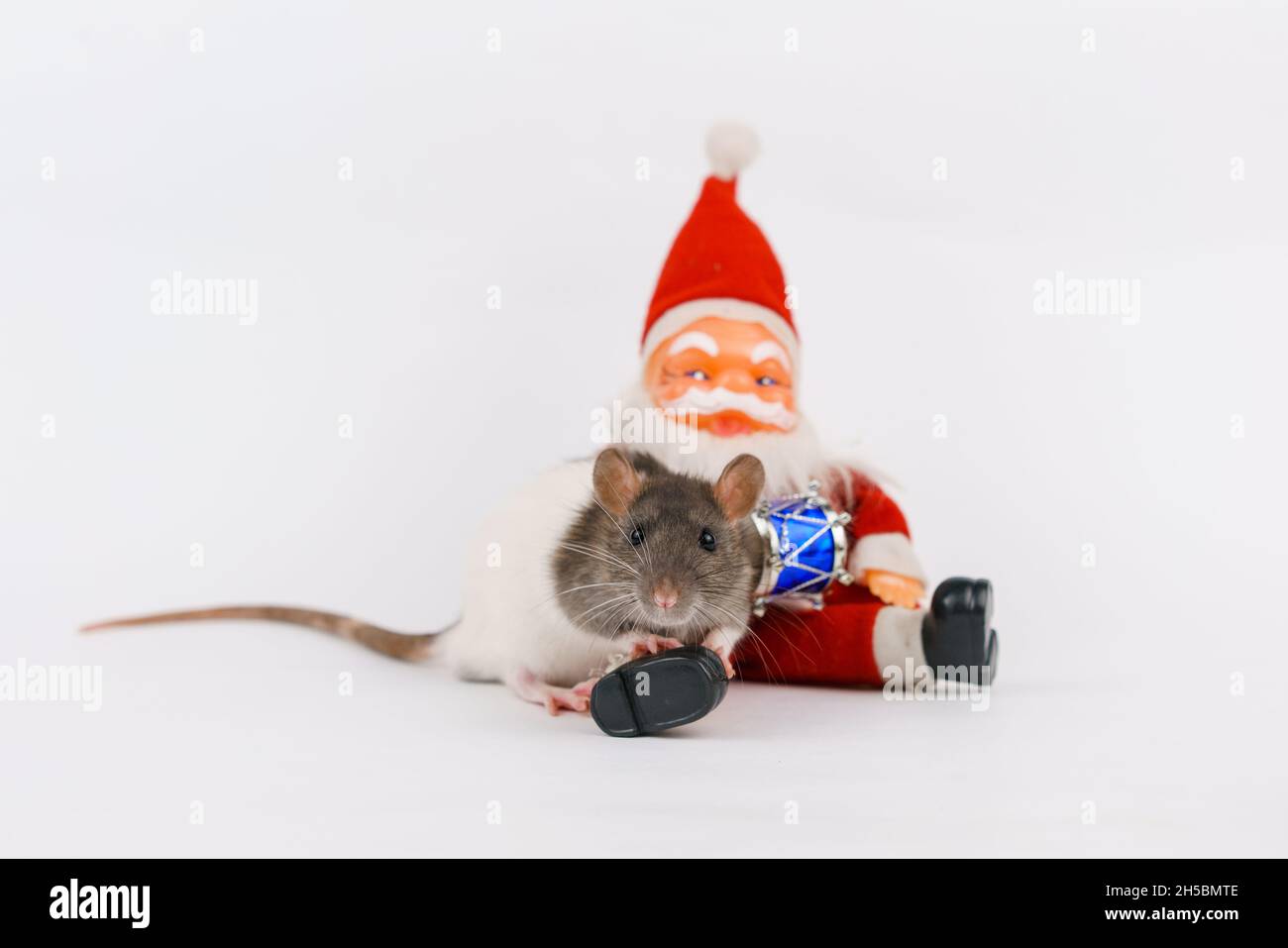 Christmas rat the symbol of new year with toy santa claus. Year of rat ...