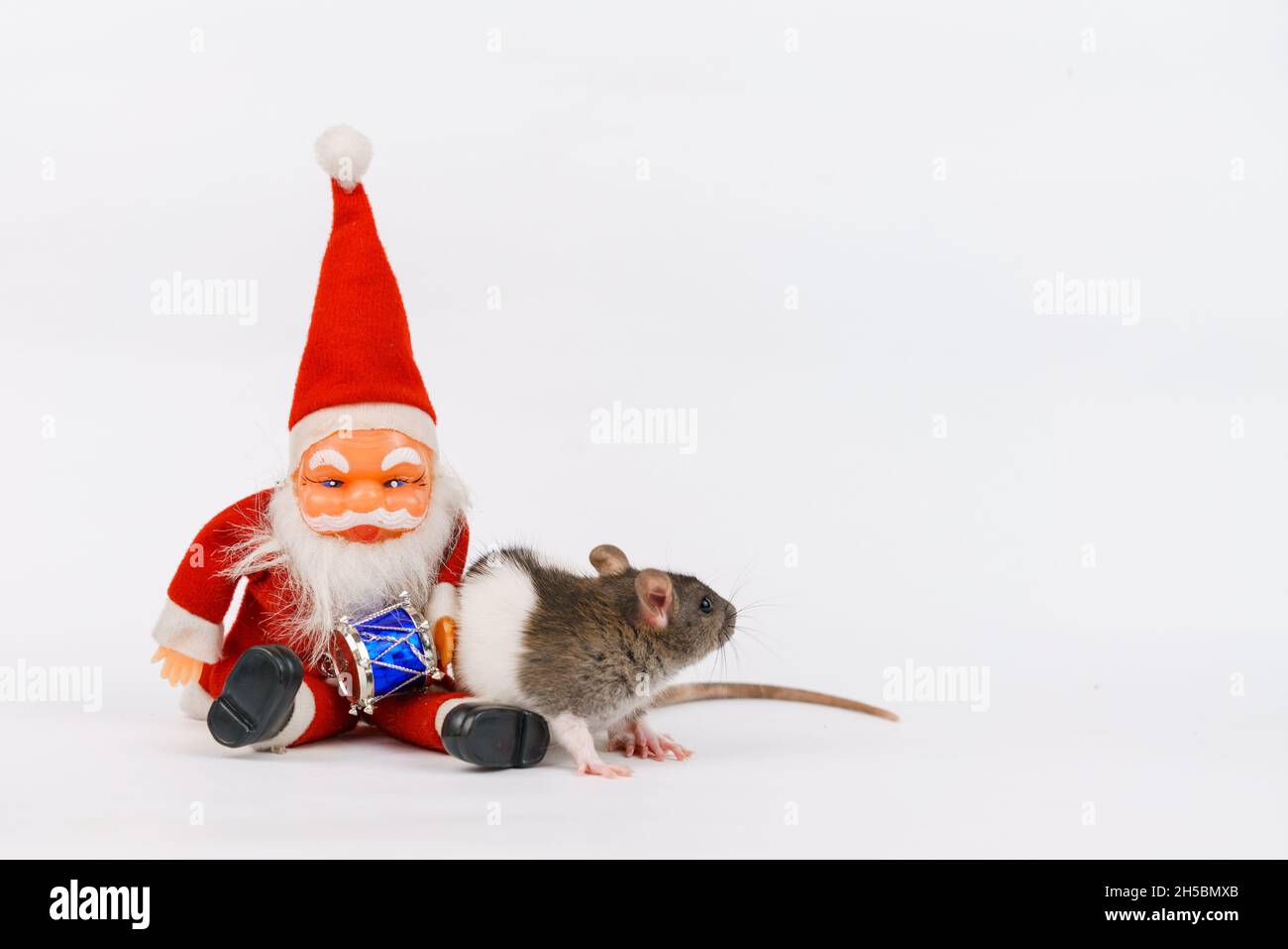Christmas rat the symbol of new year with toy santa claus. Year of rat ...