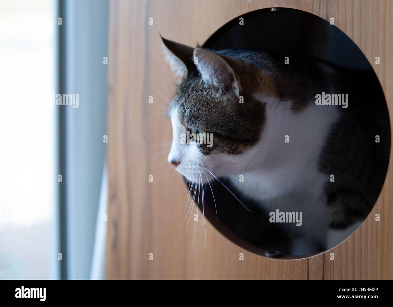 A tabby with white cat peeks from a round hole in a cat tree to peer ...