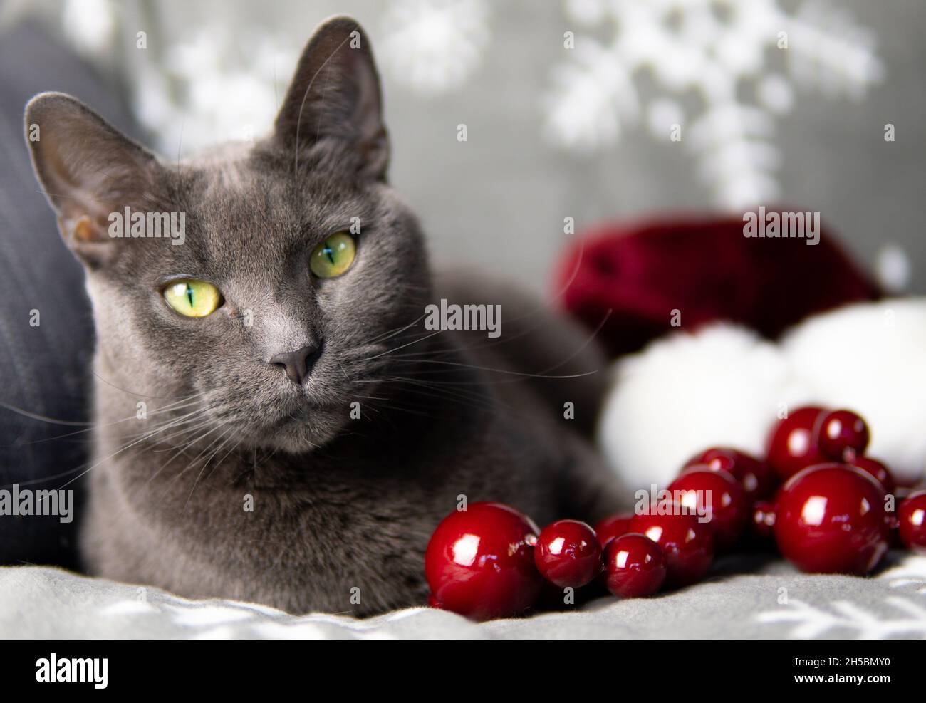 Cat themed decorations hi-res stock photography and images - Alamy