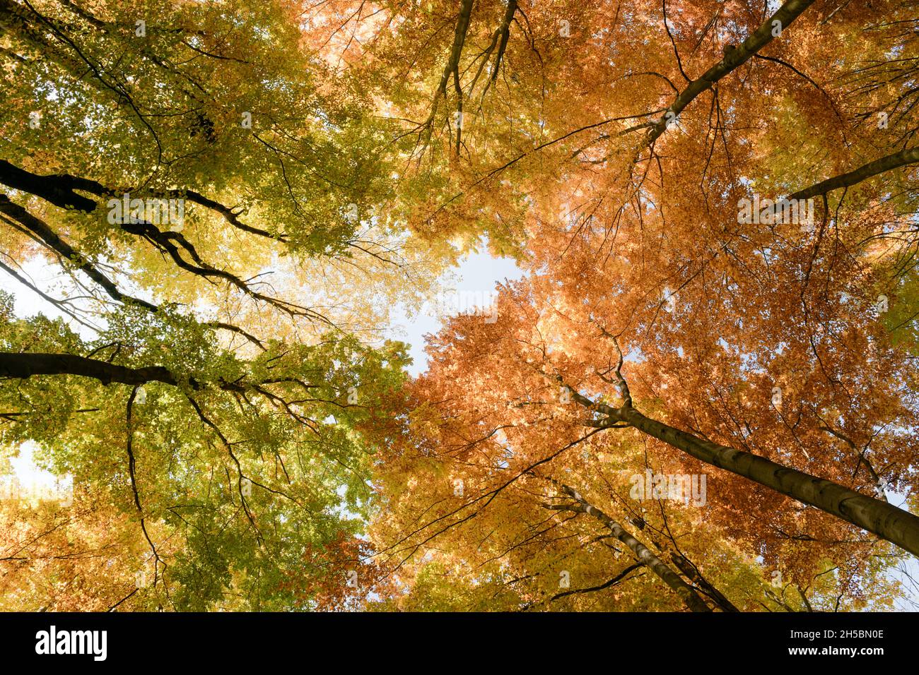 Woodland canopy from below hi-res stock photography and images - Alamy