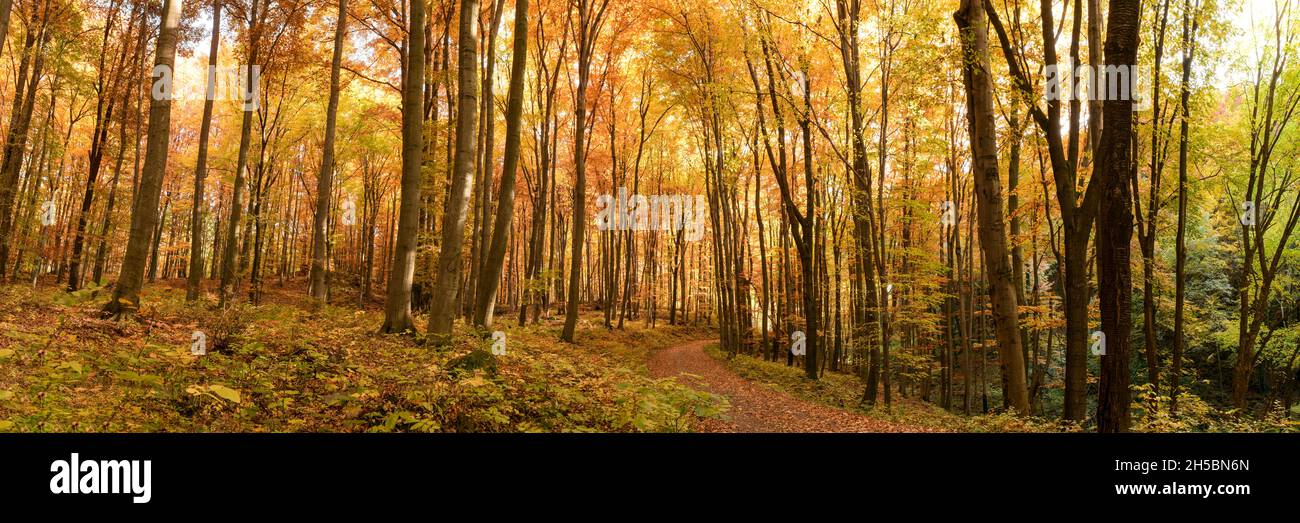 Autumn forest banner. Colorful magical woodland scenery Stock Photo - Alamy