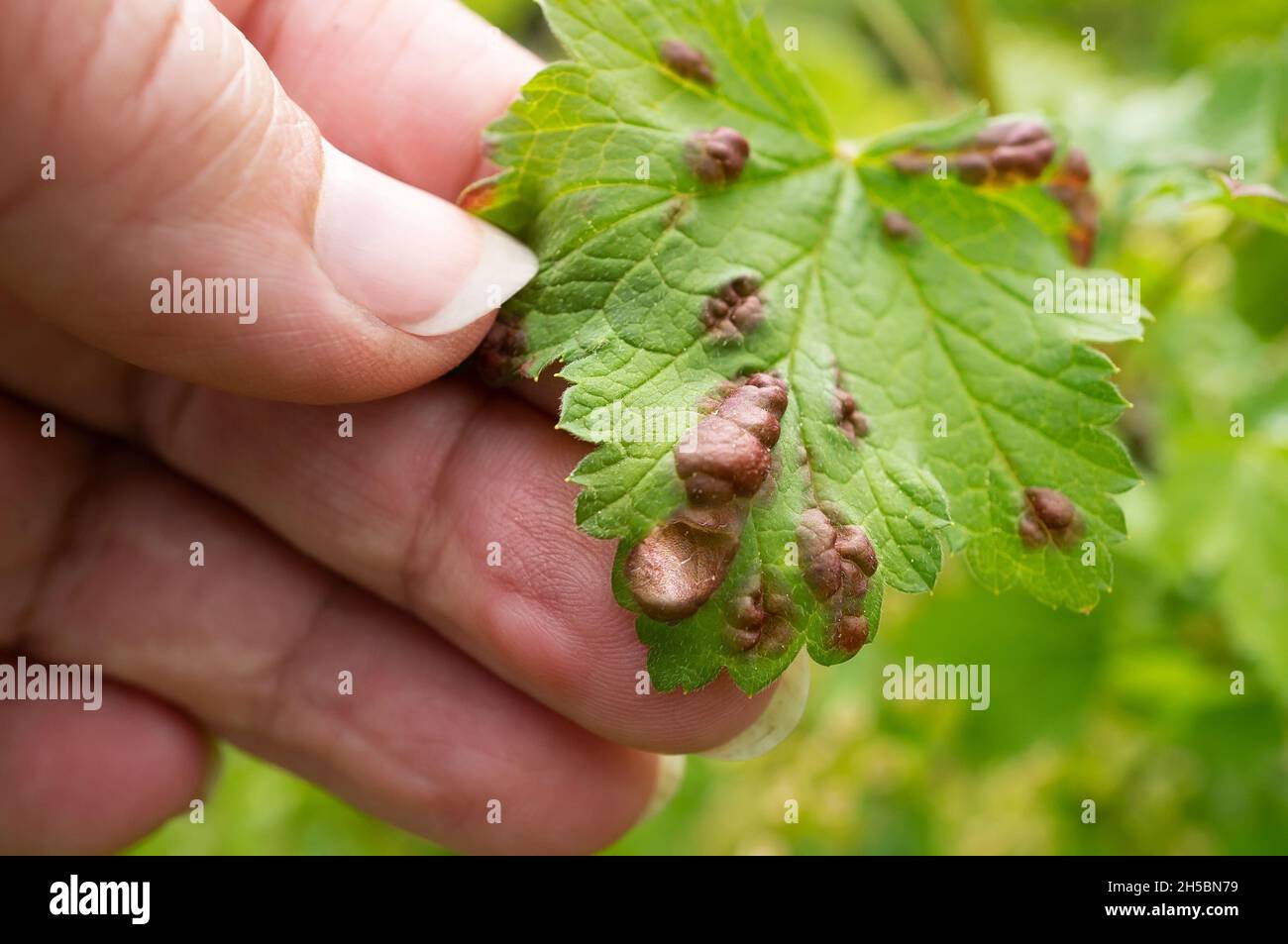 Currant leaves are affected by gall aphids. control of garden pests of ...