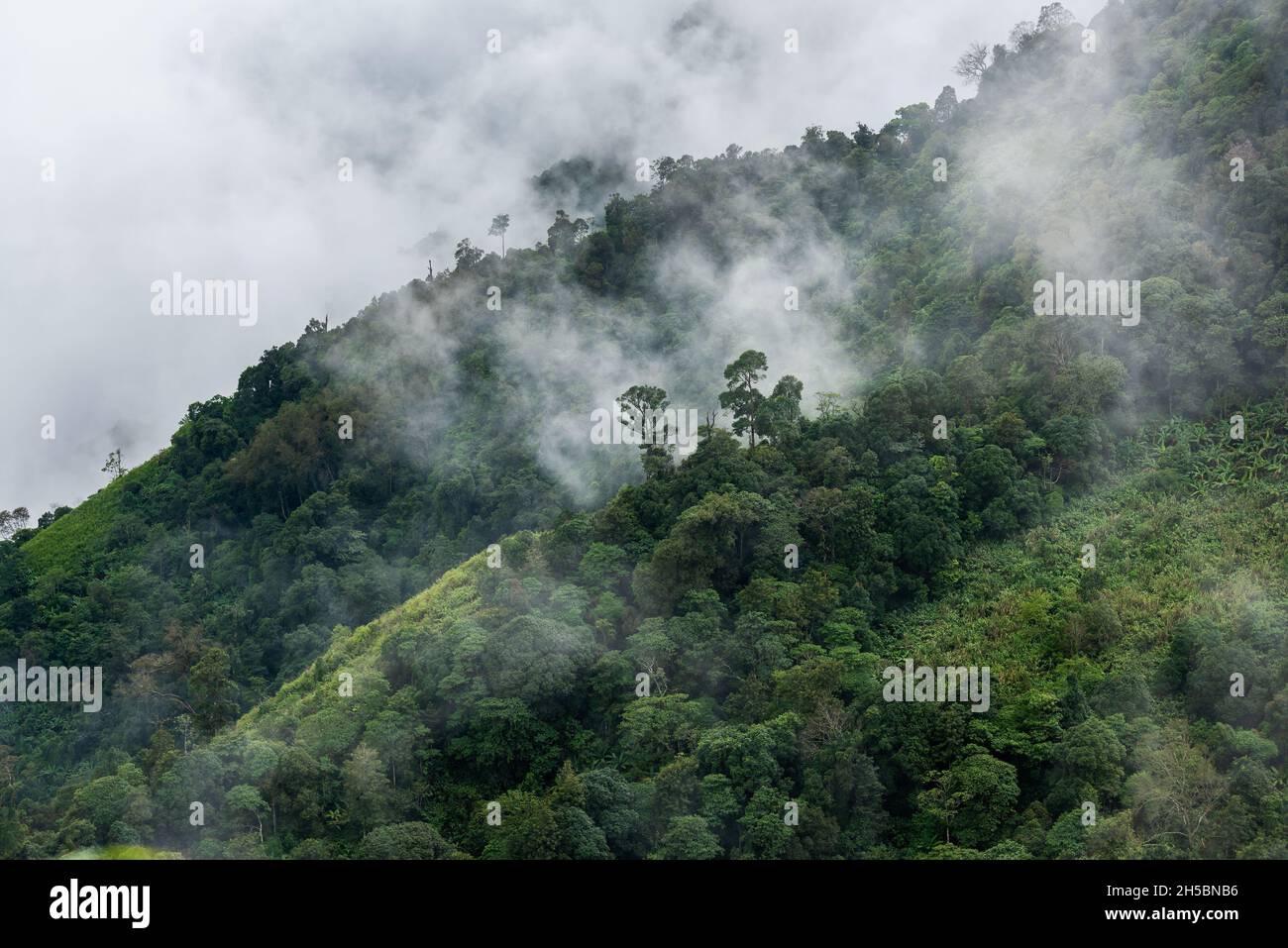heavy fog in the forest view from above Stock Photo - Alamy