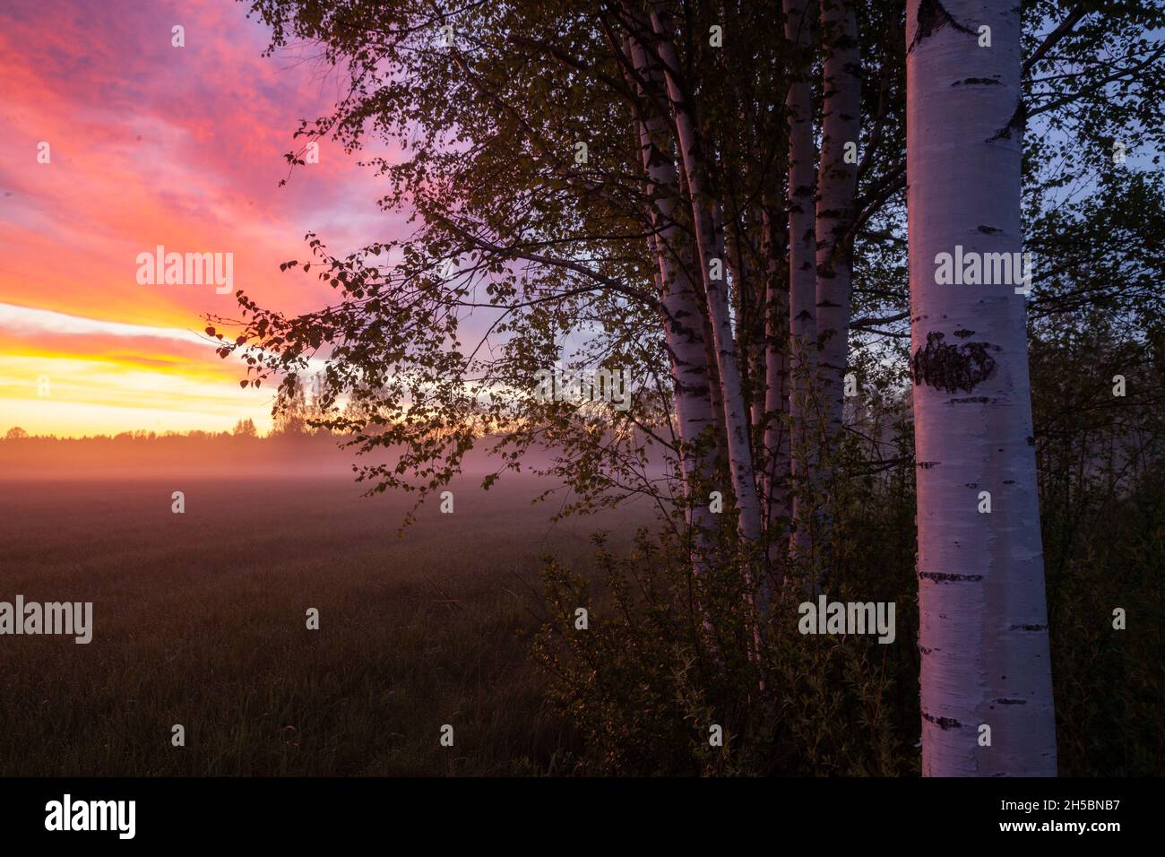 Group of Silver birch trees during a colorful and misty spring sunset ...