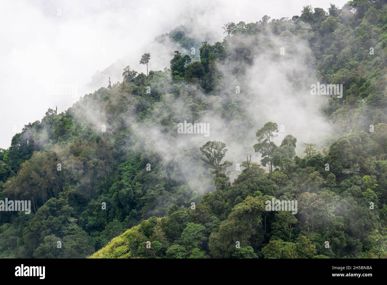 heavy fog in the forest view from above Stock Photo - Alamy
