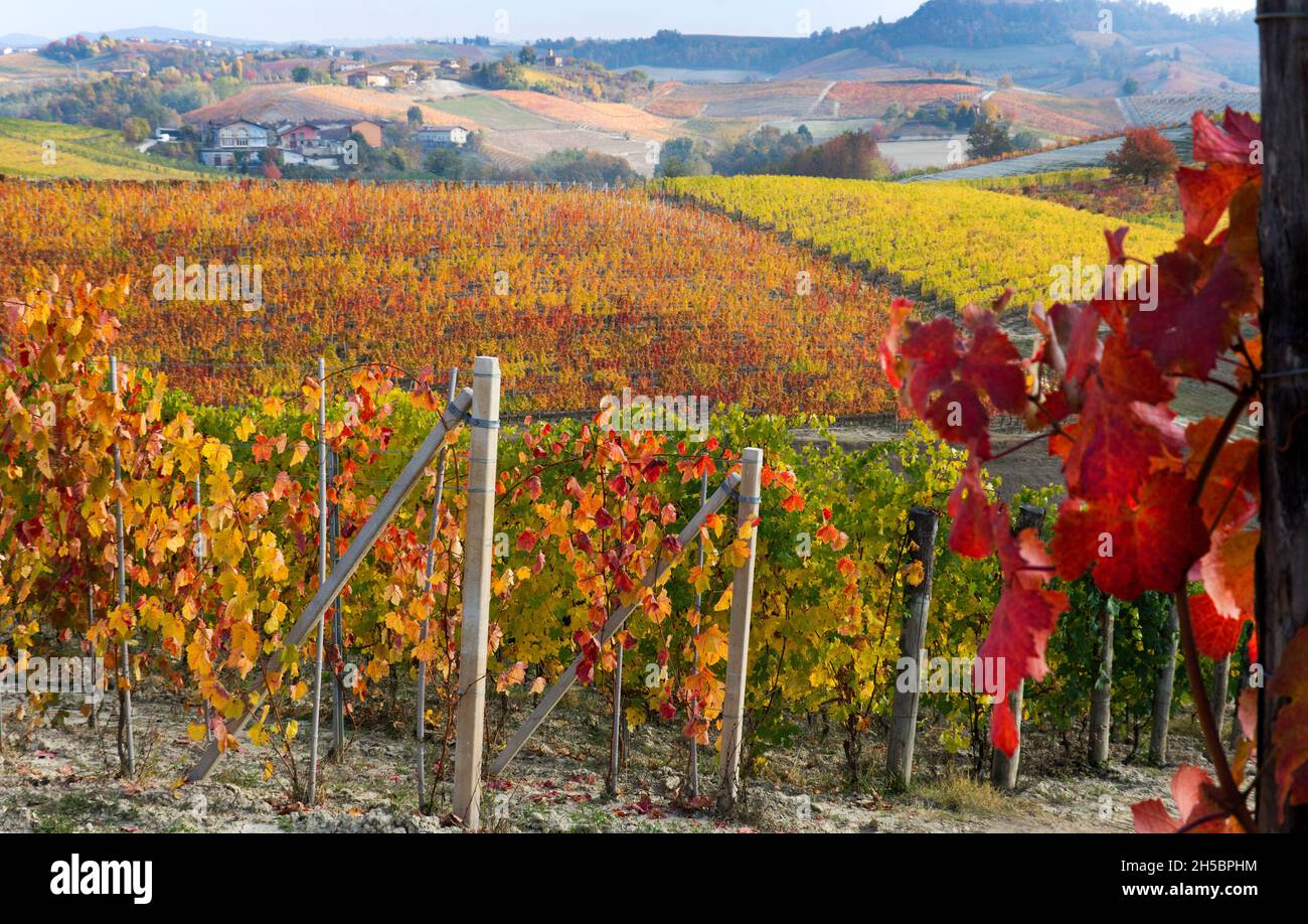 View of Nebbiolo vineyards after the Harvest Stock Photo - Alamy