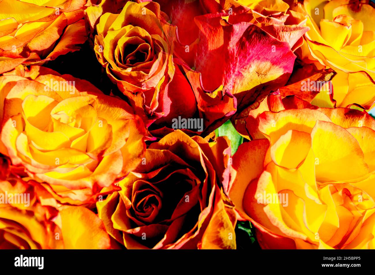 Bunch of small roses; Rosenstrauß Stock Photo - Alamy