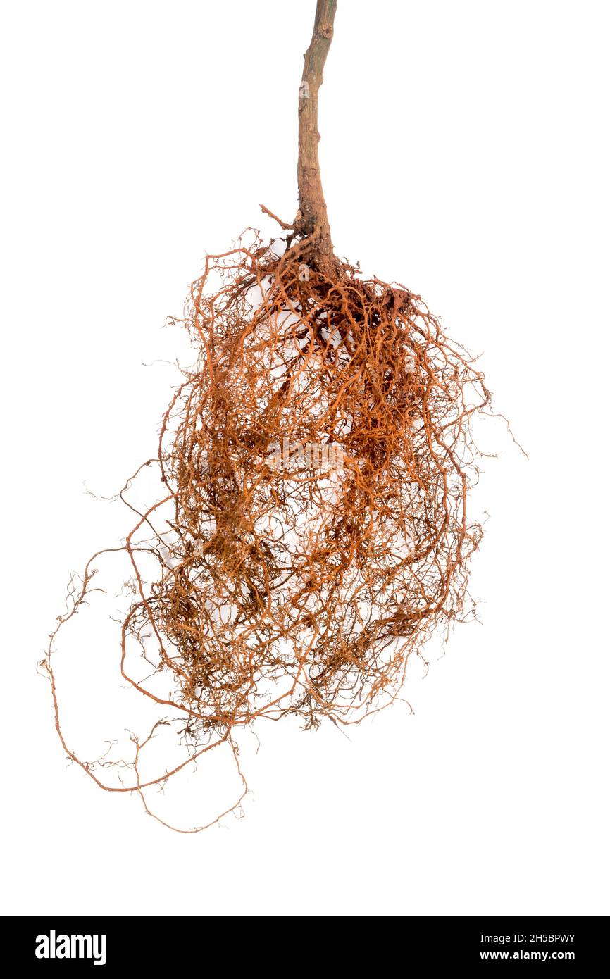 Plant roots underground hi-res stock photography and images - Alamy