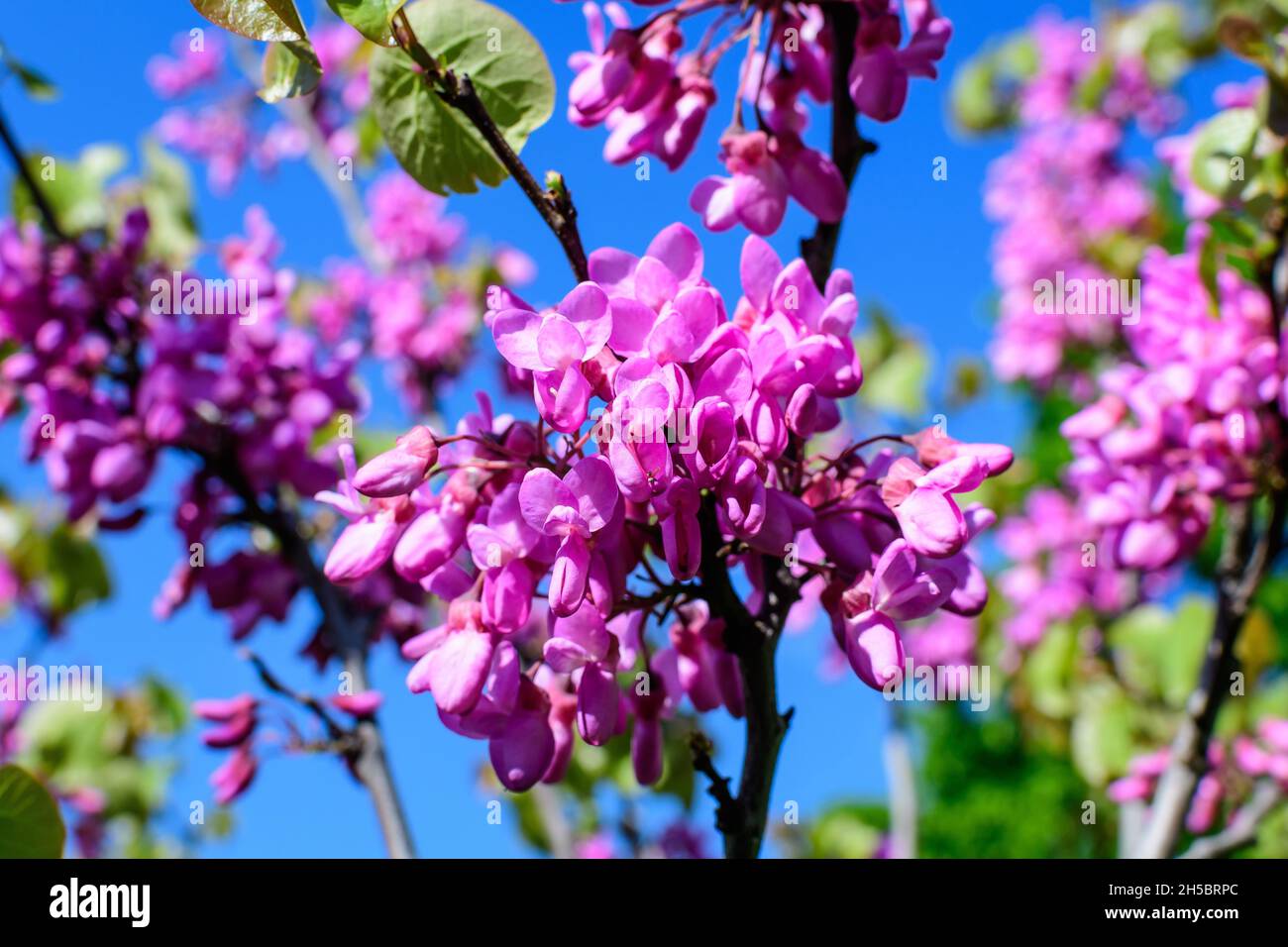 Many vivid pink flowers of Cercis siliquastrum, commonly known as Judas ...