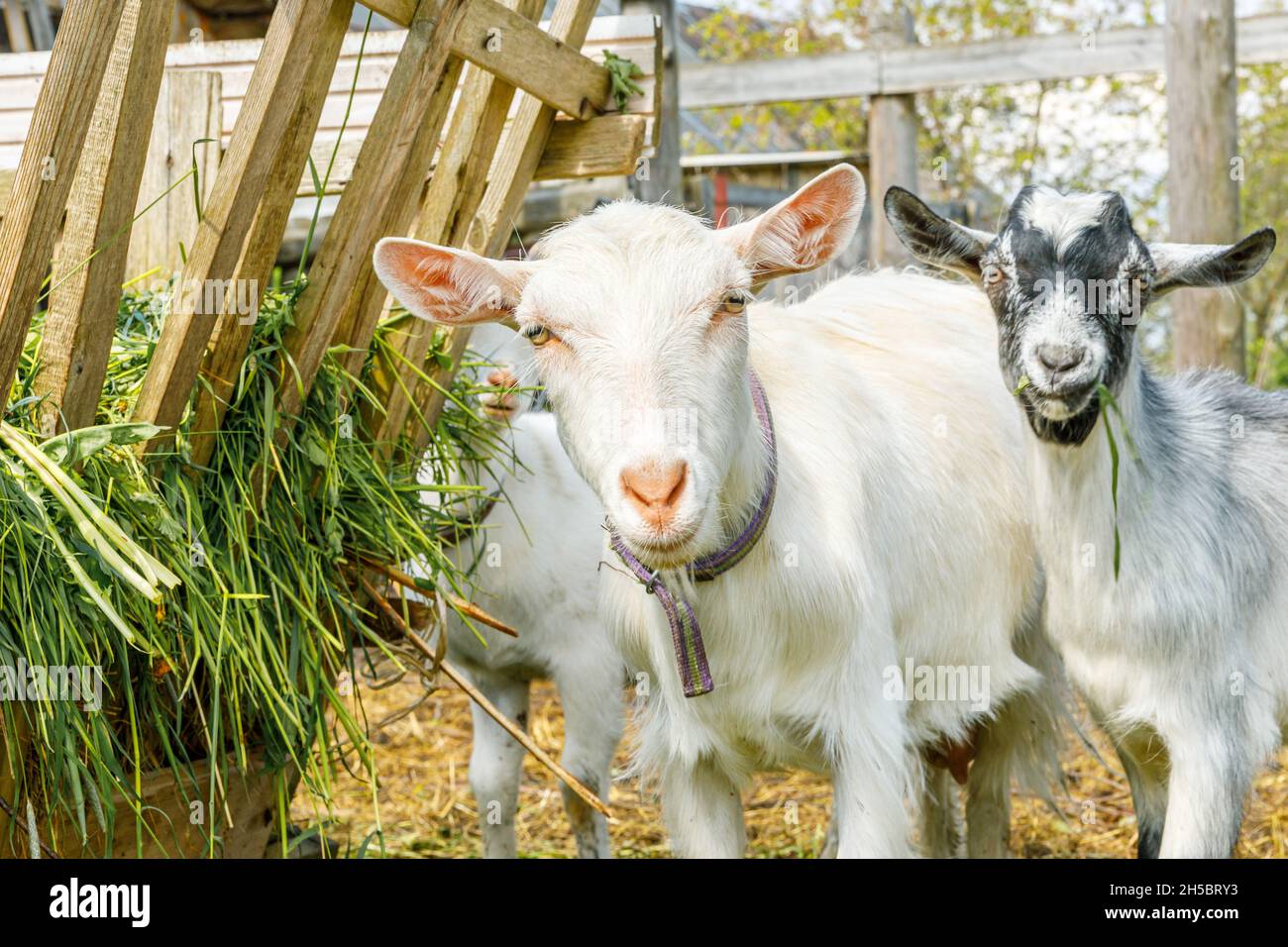 Modern animal livestock. Cute goat relaxing in yard on farm in summer ...