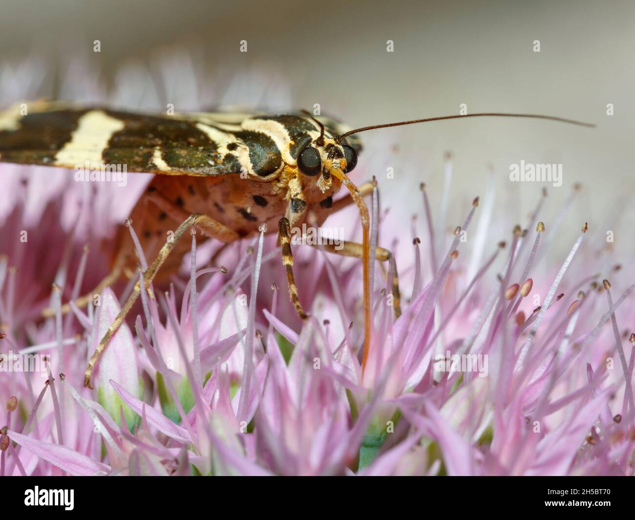 Moth face close up hi-res stock photography and images - Alamy