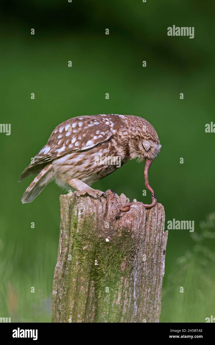 Little owl noctua eating worm hi-res stock photography and images - Alamy