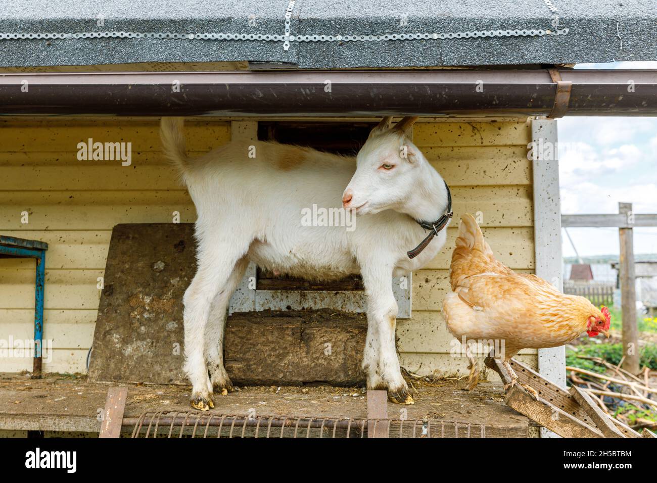Goat and free range chicken on organic animal farm freely grazing in ...