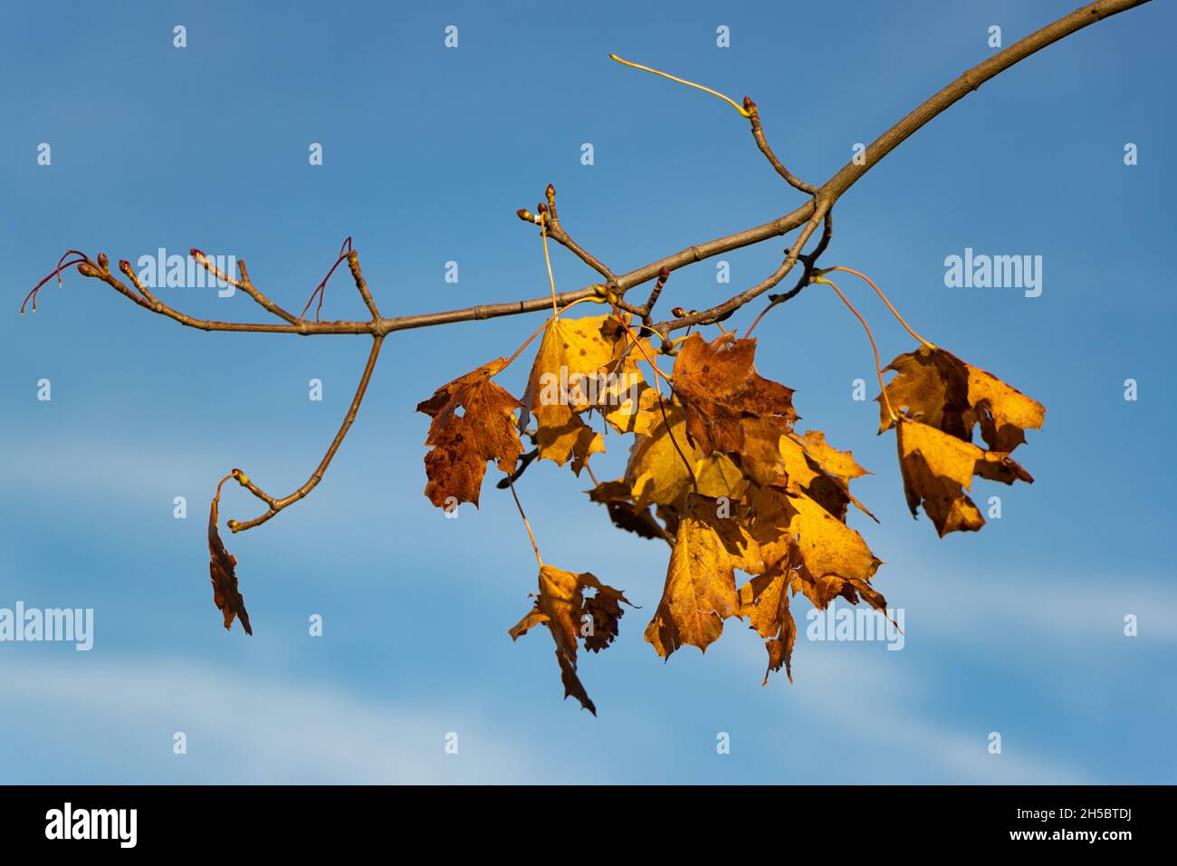 A withered autumn leaves is swaying in the wind on a branch Stock Photo ...
