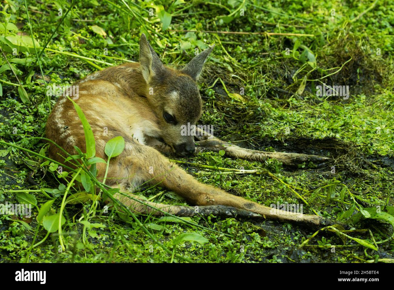 A small Roe deer, Capreolus capreolus fawn lying motionless and waiting ...