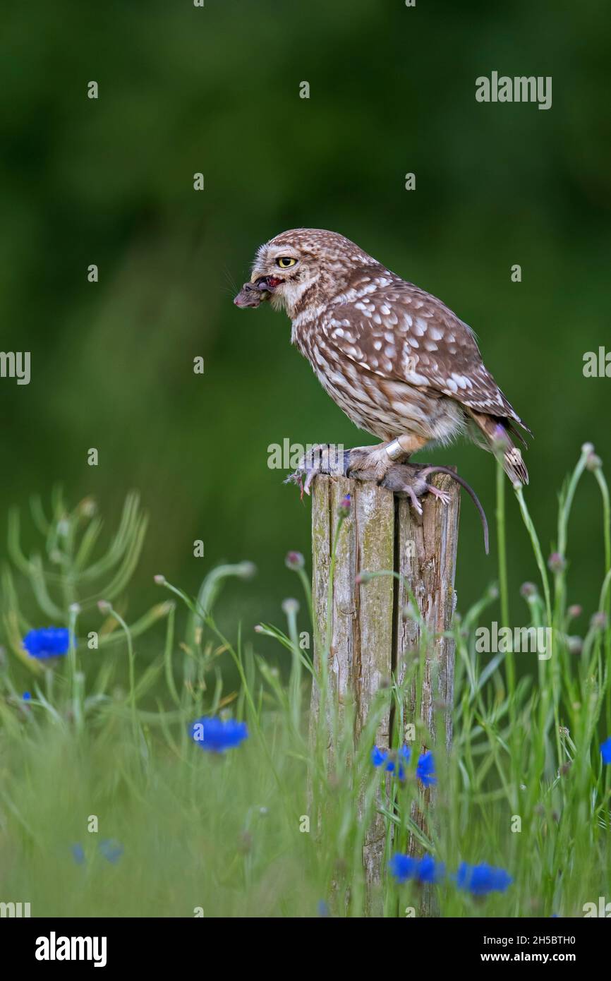 Owls eating prey hi-res stock photography and images - Alamy