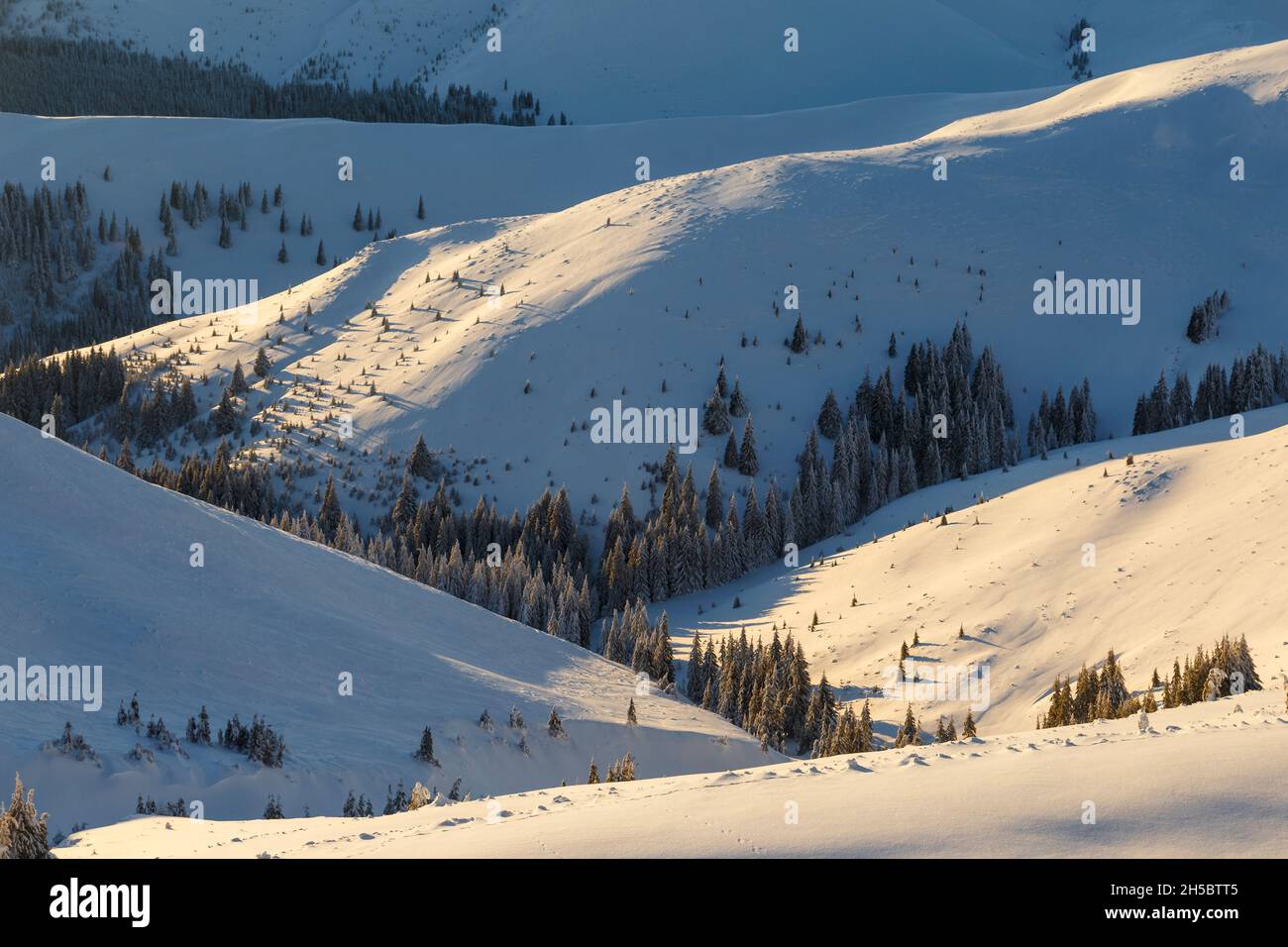 Frosty winter scene of mountain valley. Fir trees covered by fresh snow ...